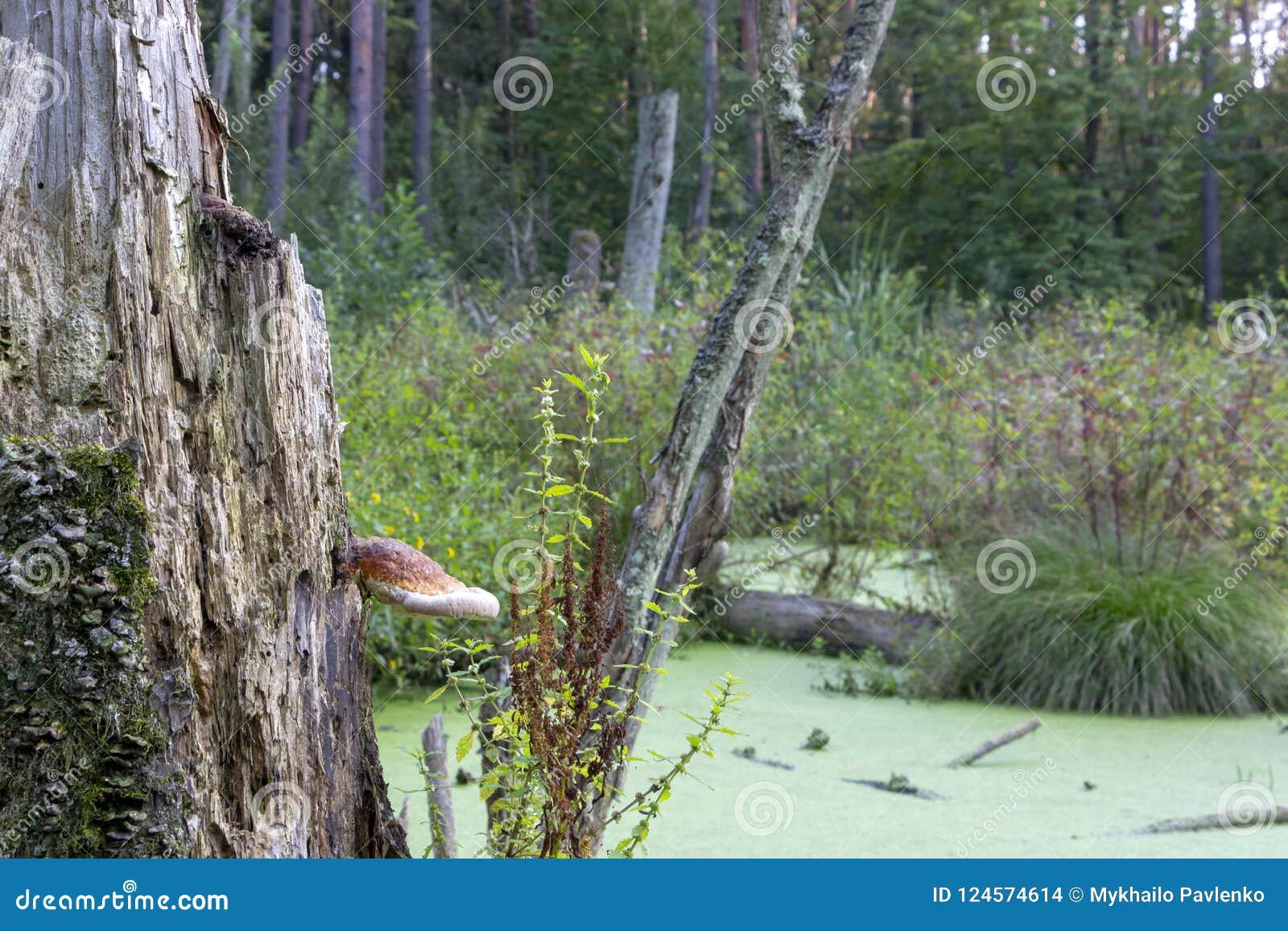 A Swamp in a Pine Forest, Completely Covered with Algae Stock Photo ...