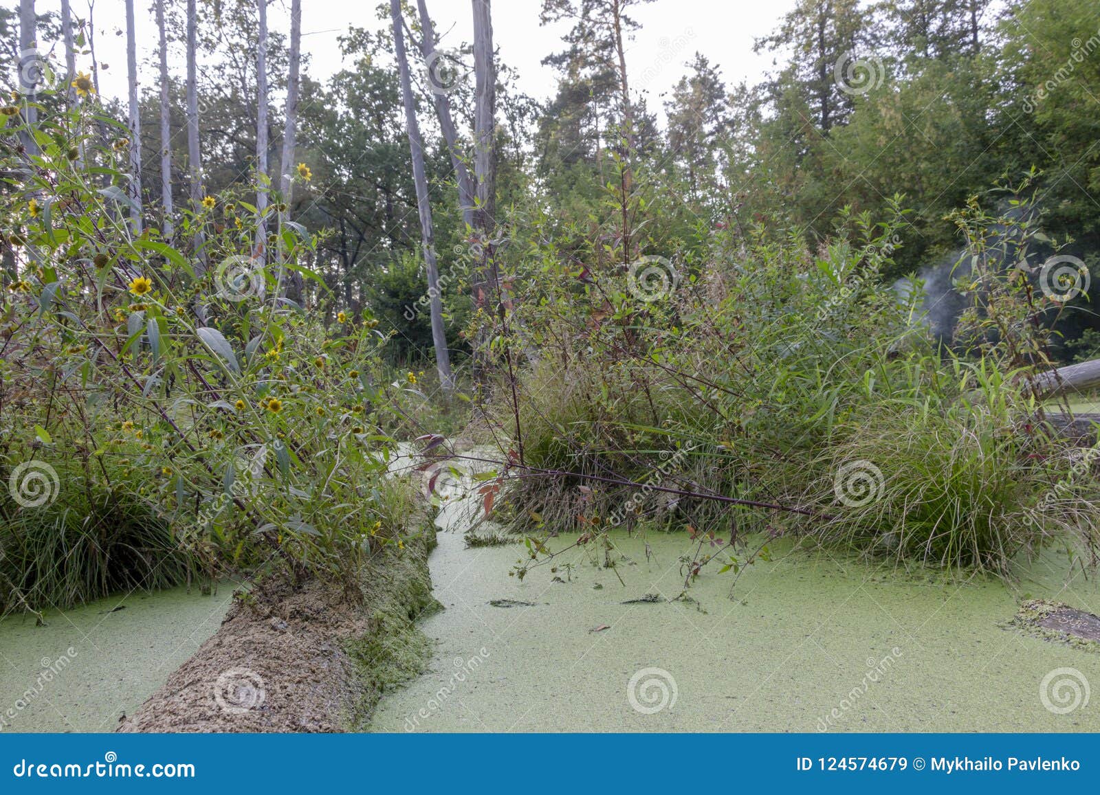 A Swamp in a Pine Forest, Completely Covered with Algae Stock Image ...