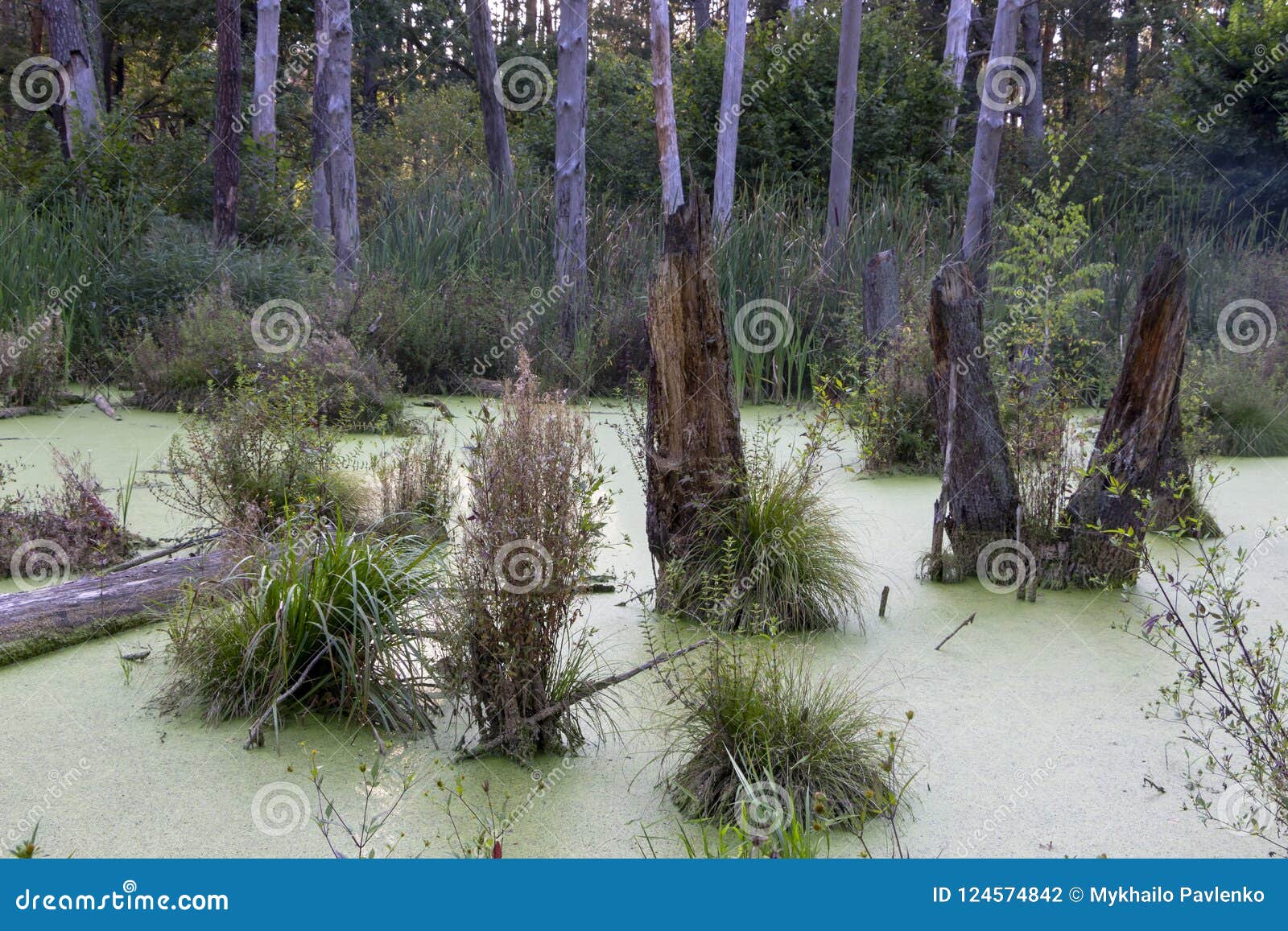 A Swamp in a Pine Forest, Completely Covered with Algae Stock Photo ...