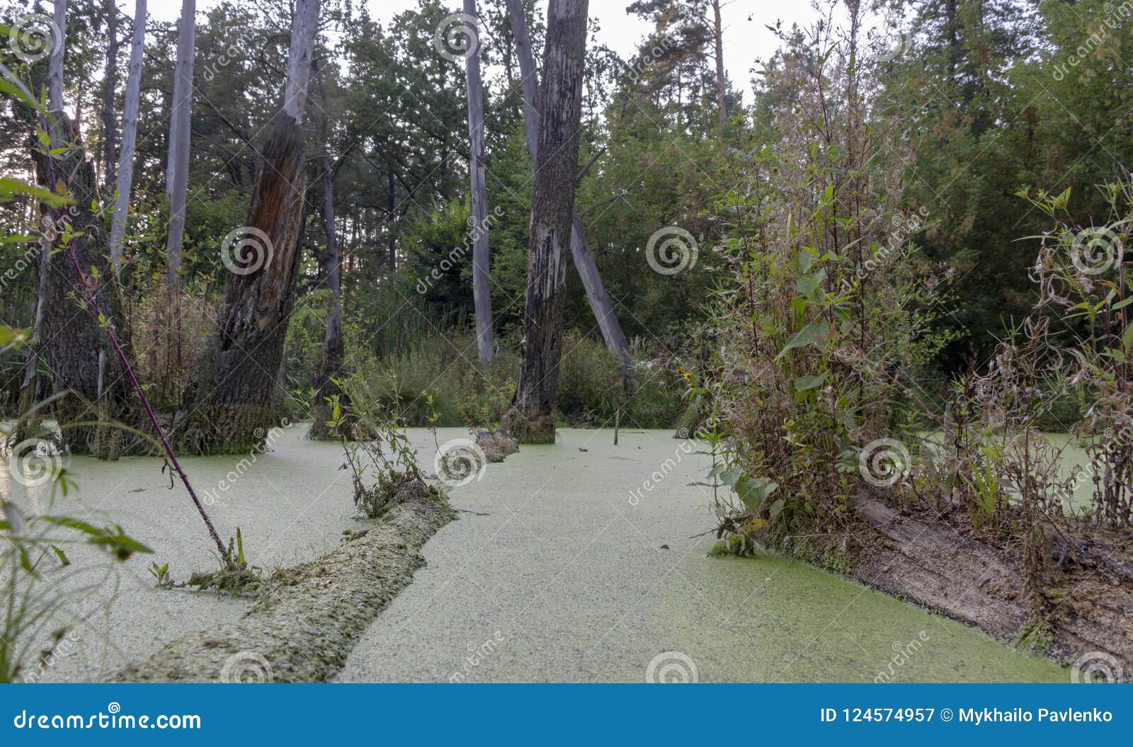 A Swamp in a Pine Forest, Completely Covered with Algae Stock Image ...