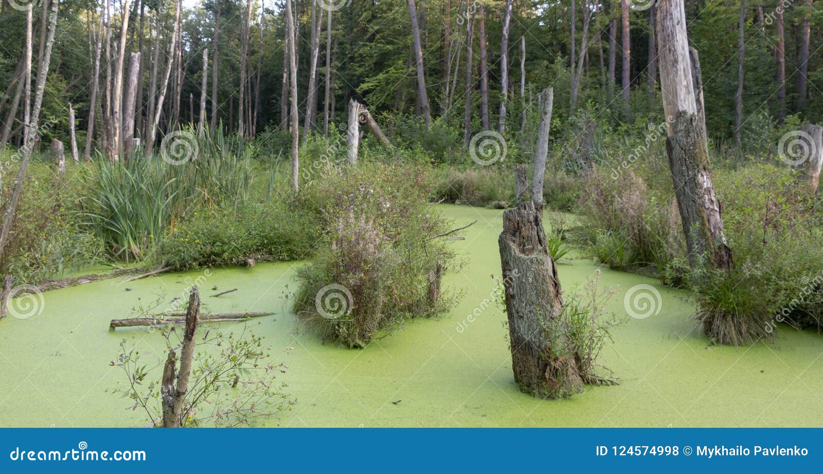 A Swamp in a Pine Forest, Completely Covered with Algae Stock Photo ...