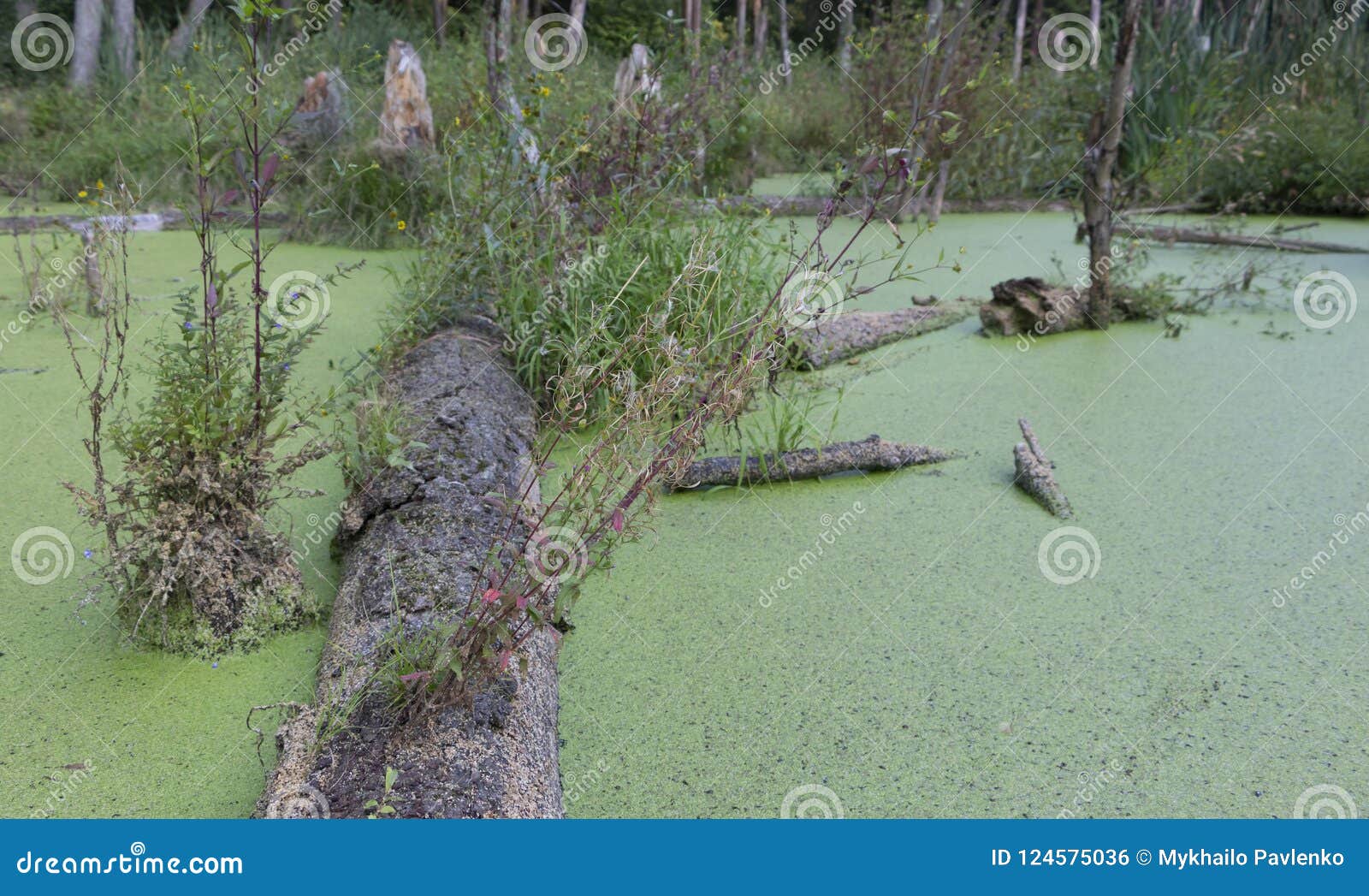 A Swamp in a Pine Forest, Completely Covered with Algae Stock Photo ...