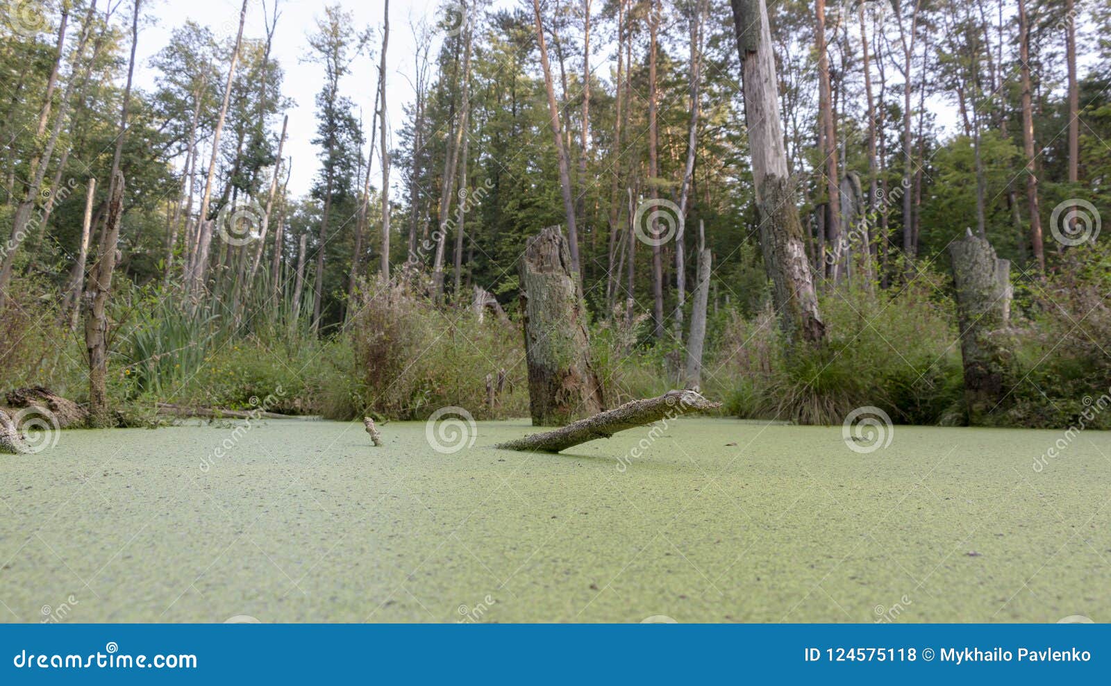A Swamp in a Pine Forest, Completely Covered with Algae Stock Photo ...