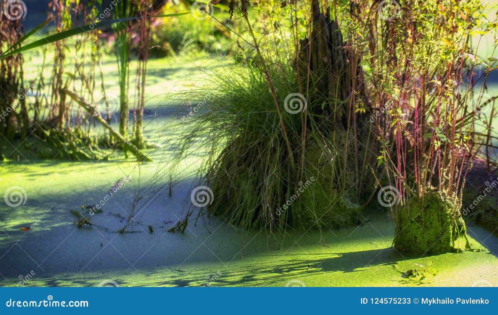 A Swamp in a Pine Forest, Completely Covered with Algae Stock Image ...