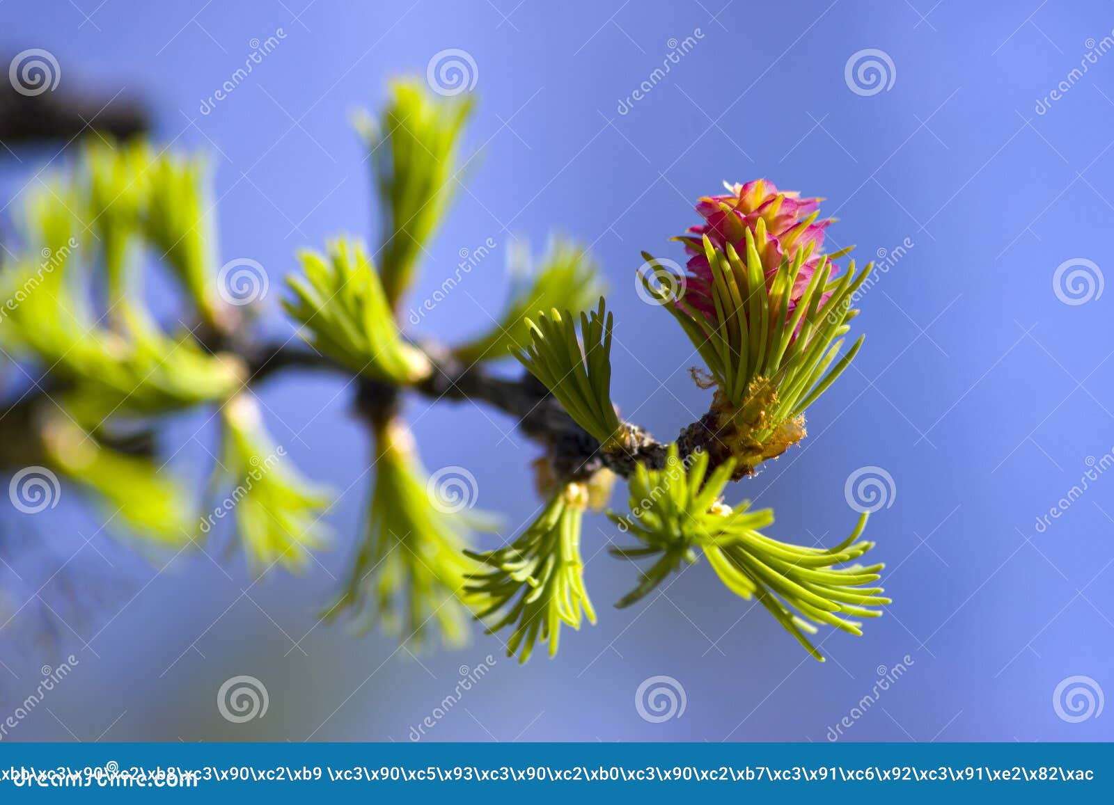 Swamp Pine, the Germ of a Young Cone Stock Photo - Image of cold, pine ...