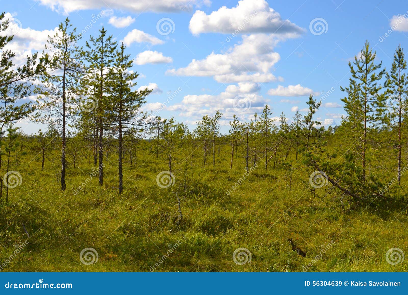 Swamp and pine trees stock image. Image of sunshine, europe - 56304639