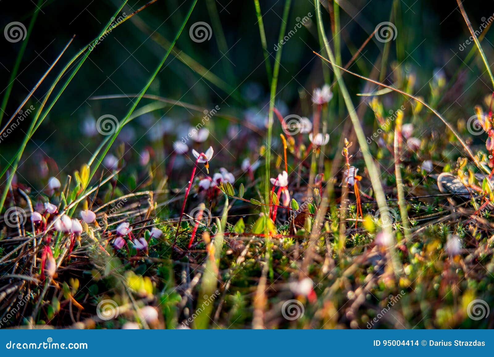Swamp plants stock photo. Image of lithuania, scenic - 95004414