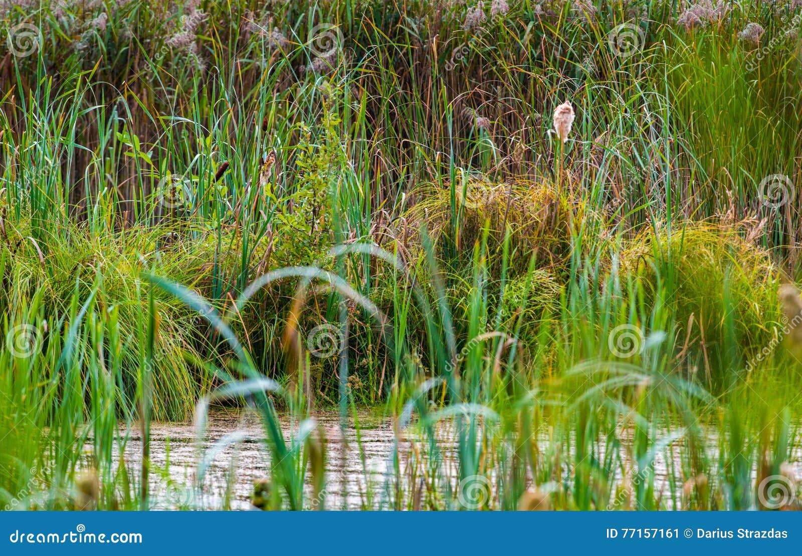 Swamp plants stock image. Image of trees, swamp, season - 77157161
