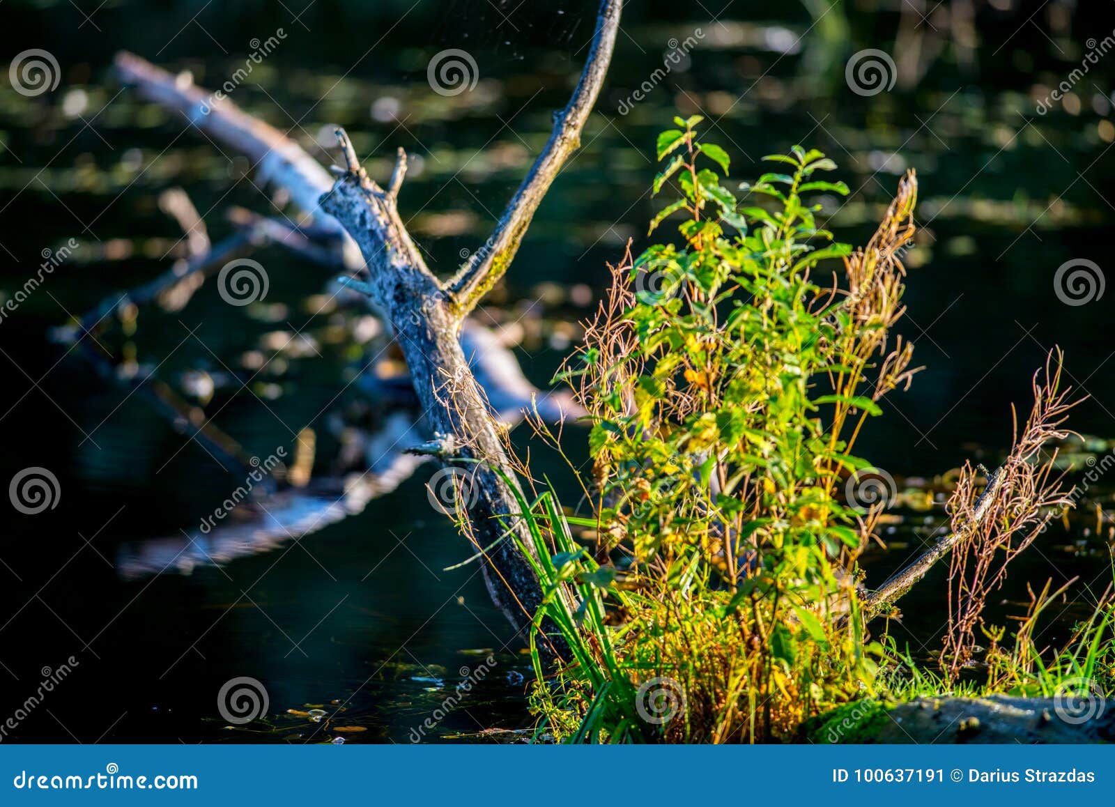 Swamp Plants Royalty-Free Stock Photography | CartoonDealer.com #100637237
