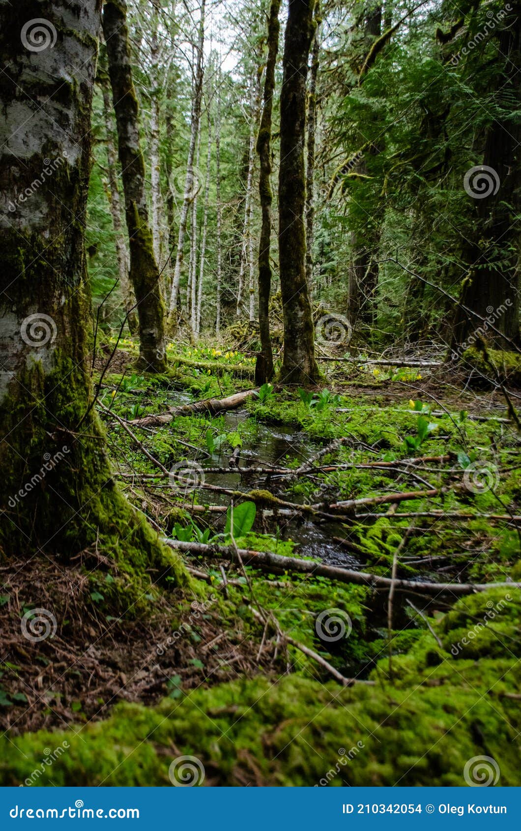 Swamp Plants, Mosses and Ferns in a Damp Forest. Washington State Stock ...