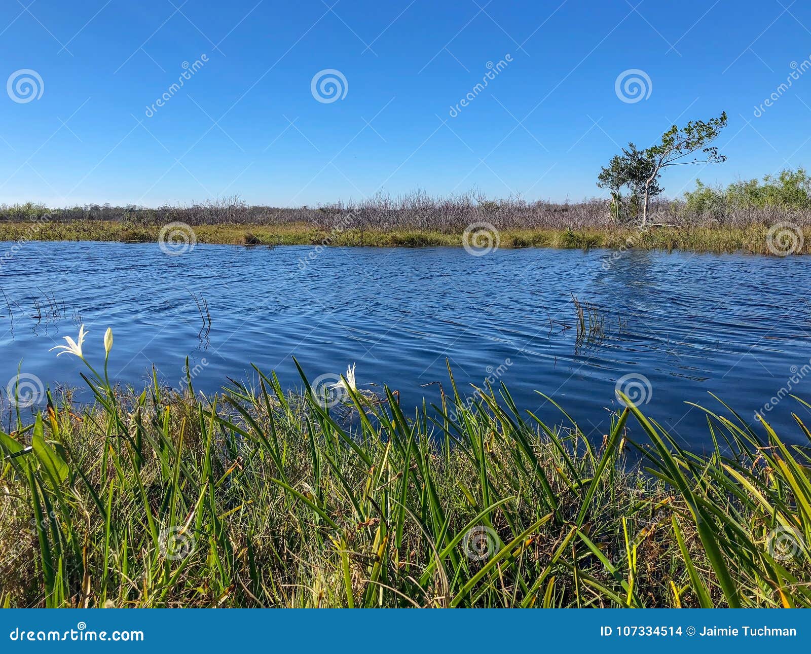 Swamp plants and wind stock photo. Image of invasive - 107334514