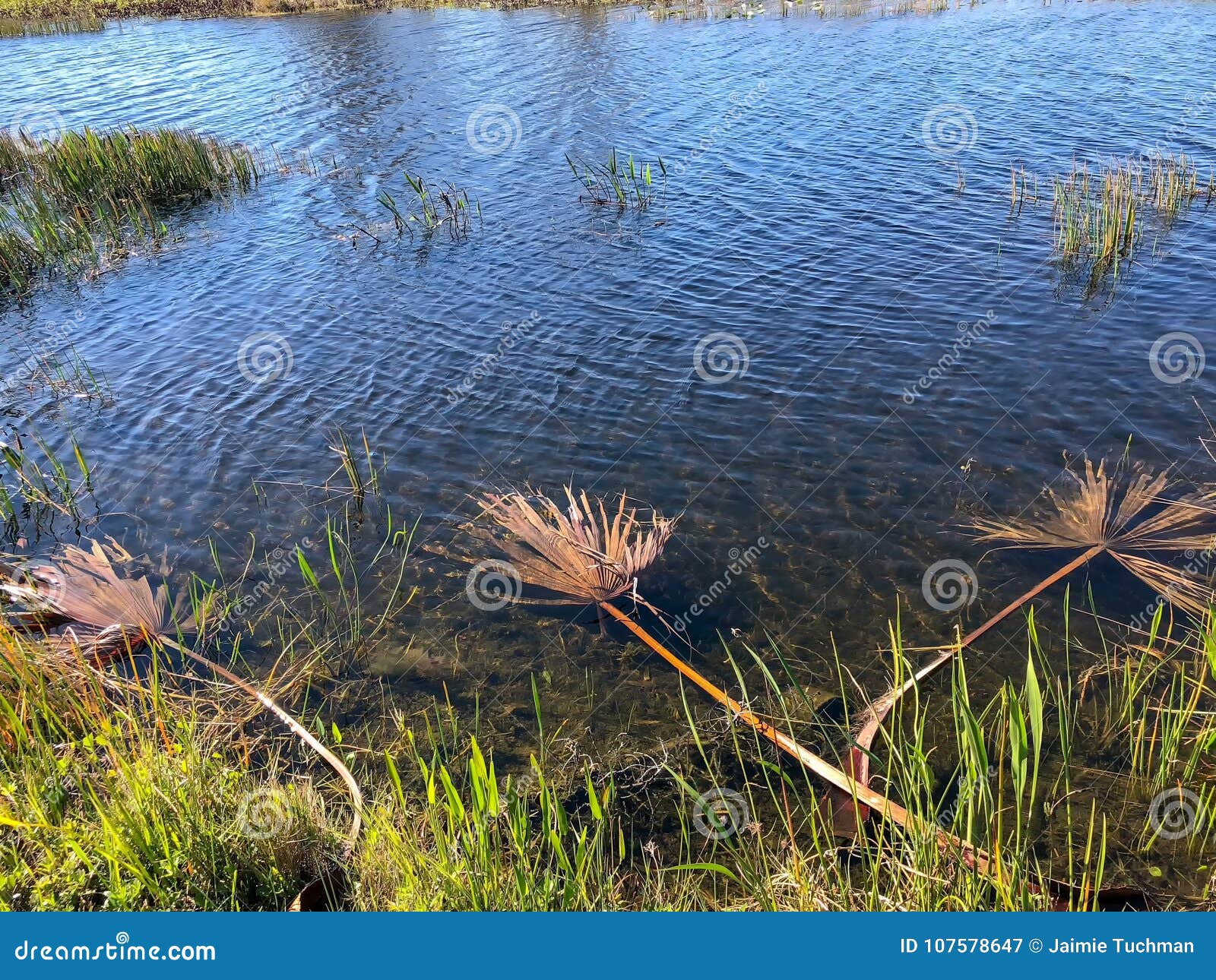 Swamp Plants Royalty-Free Stock Photography | CartoonDealer.com #100637237