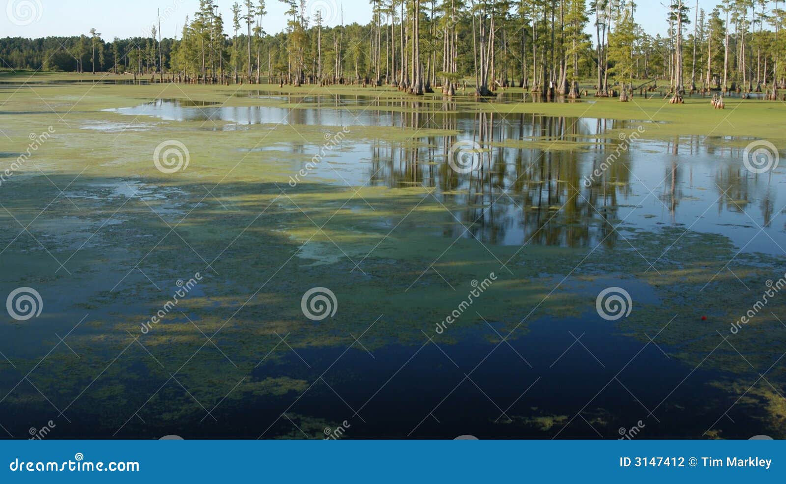 Swamp pond stock photo. Image of pine, warming, algae - 3147412