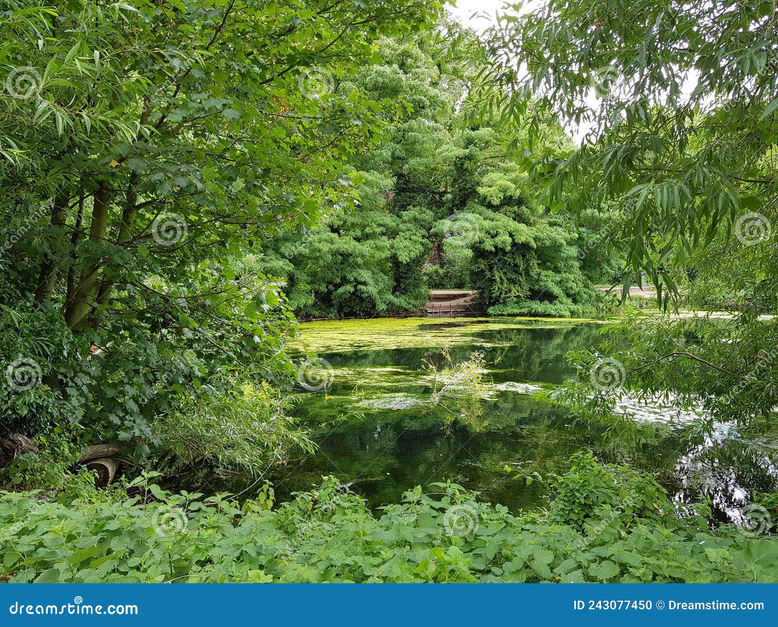 Swamp pond with green stock photo. Image of green, pond - 243077450