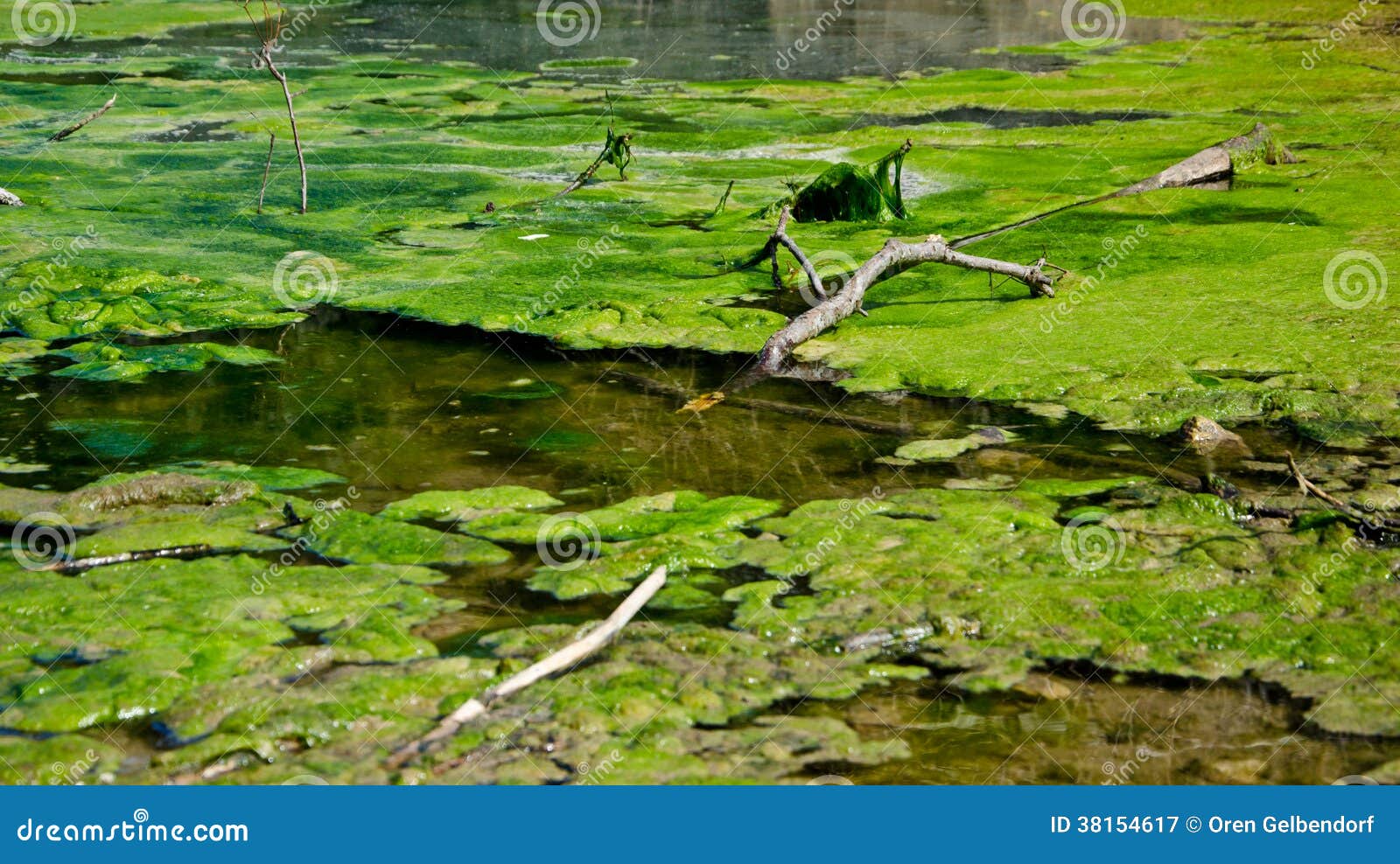 Swamp stock image. Image of forest, outdoors, mire, outdoor - 38154617