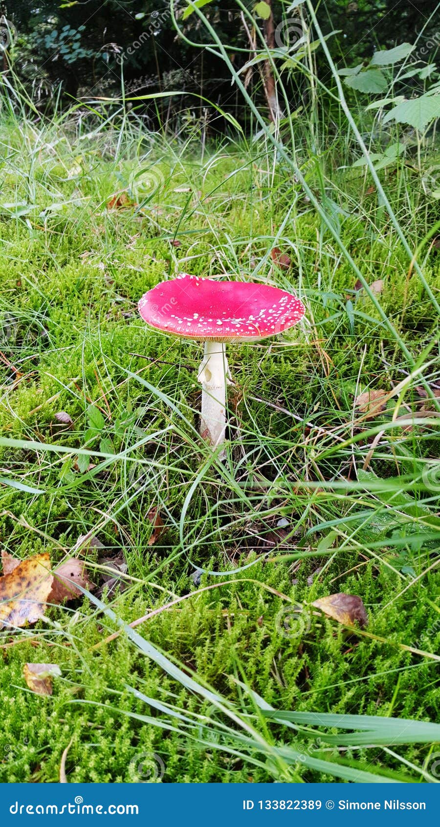 Swamp stock image. Image of swamp, forrest, forest, green - 133822389