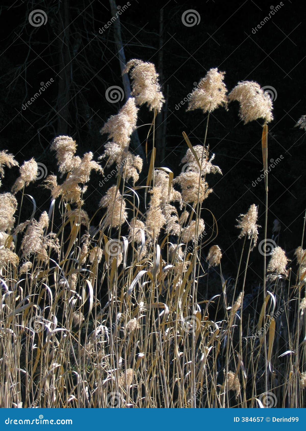 Swamp reeds stock image. Image of swamp, contrast, wind - 384657