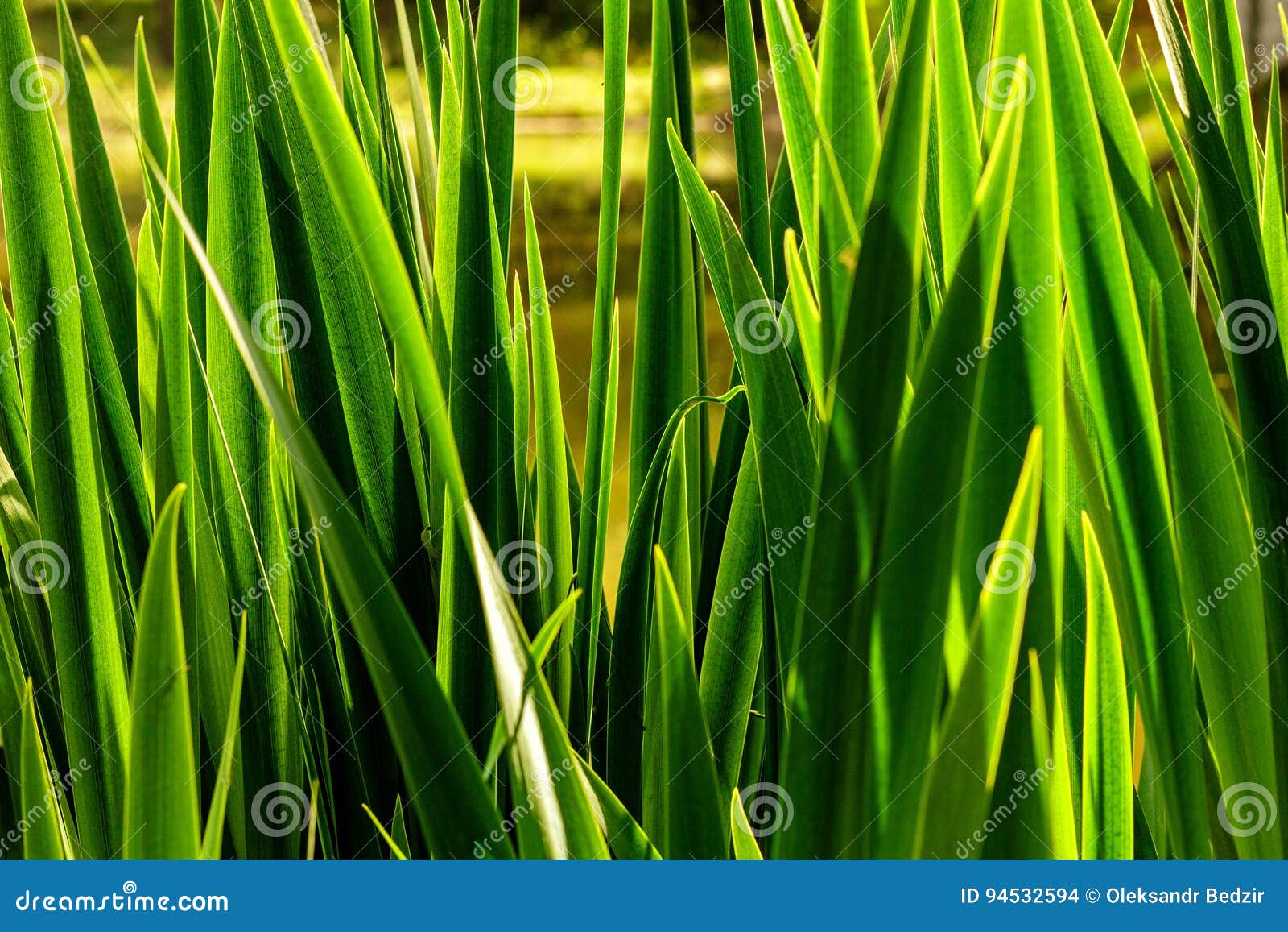Swamp with Reeds Closeup in Dawn Light Stock Photo - Image of floral ...
