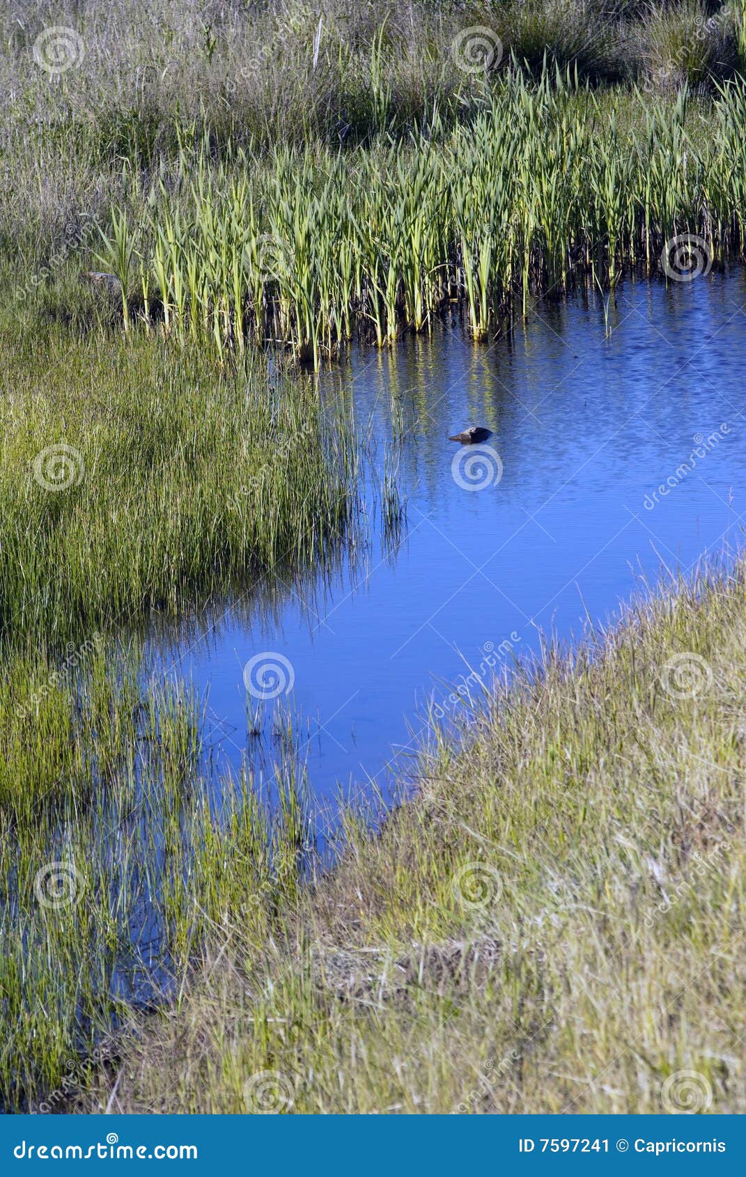Swamp and Reeds in the Pacific Northwest Stock Image - Image of rock ...