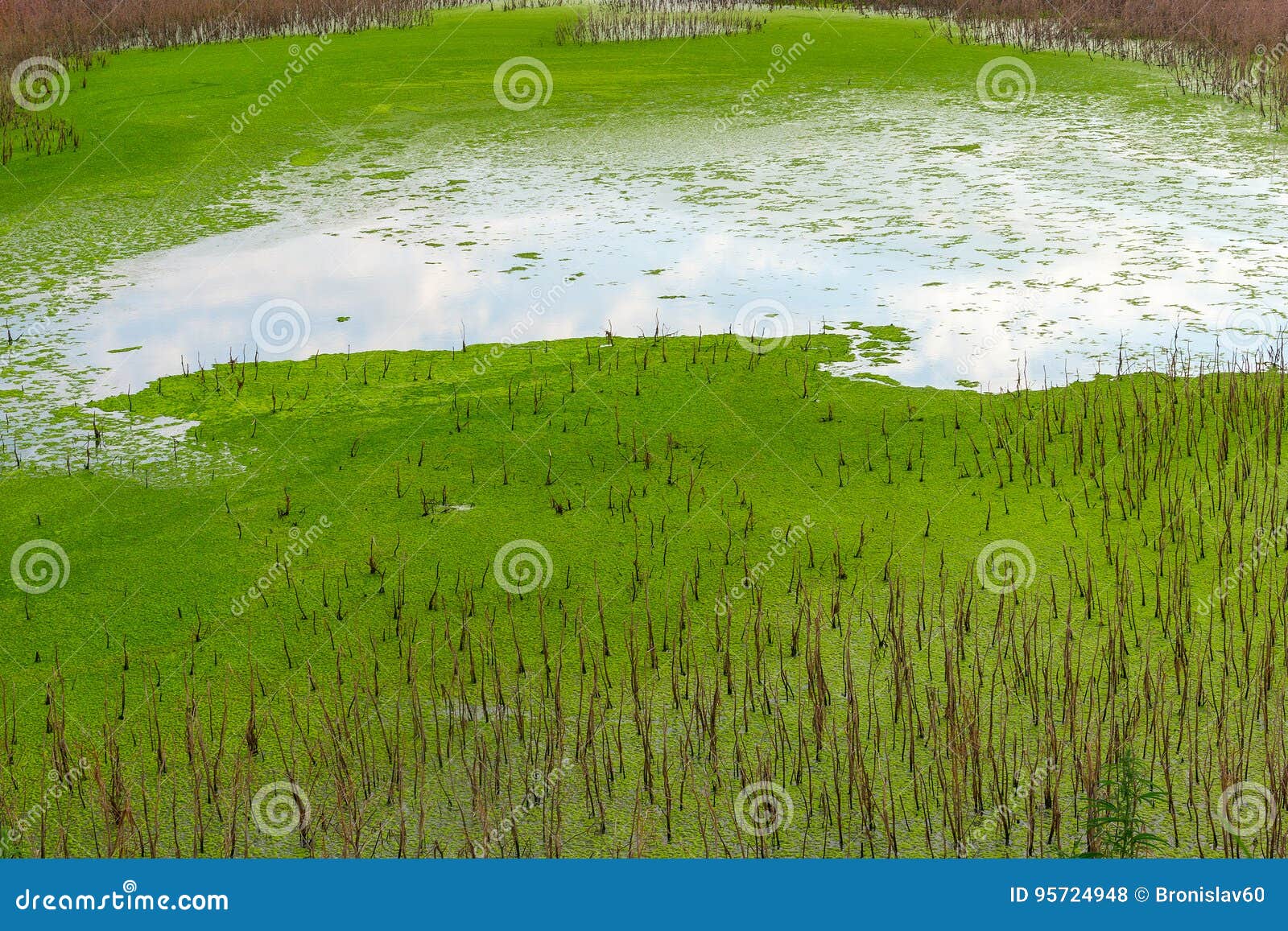 The Swamp with Reflection of the Blue Sky. Stock Photo - Image of ...