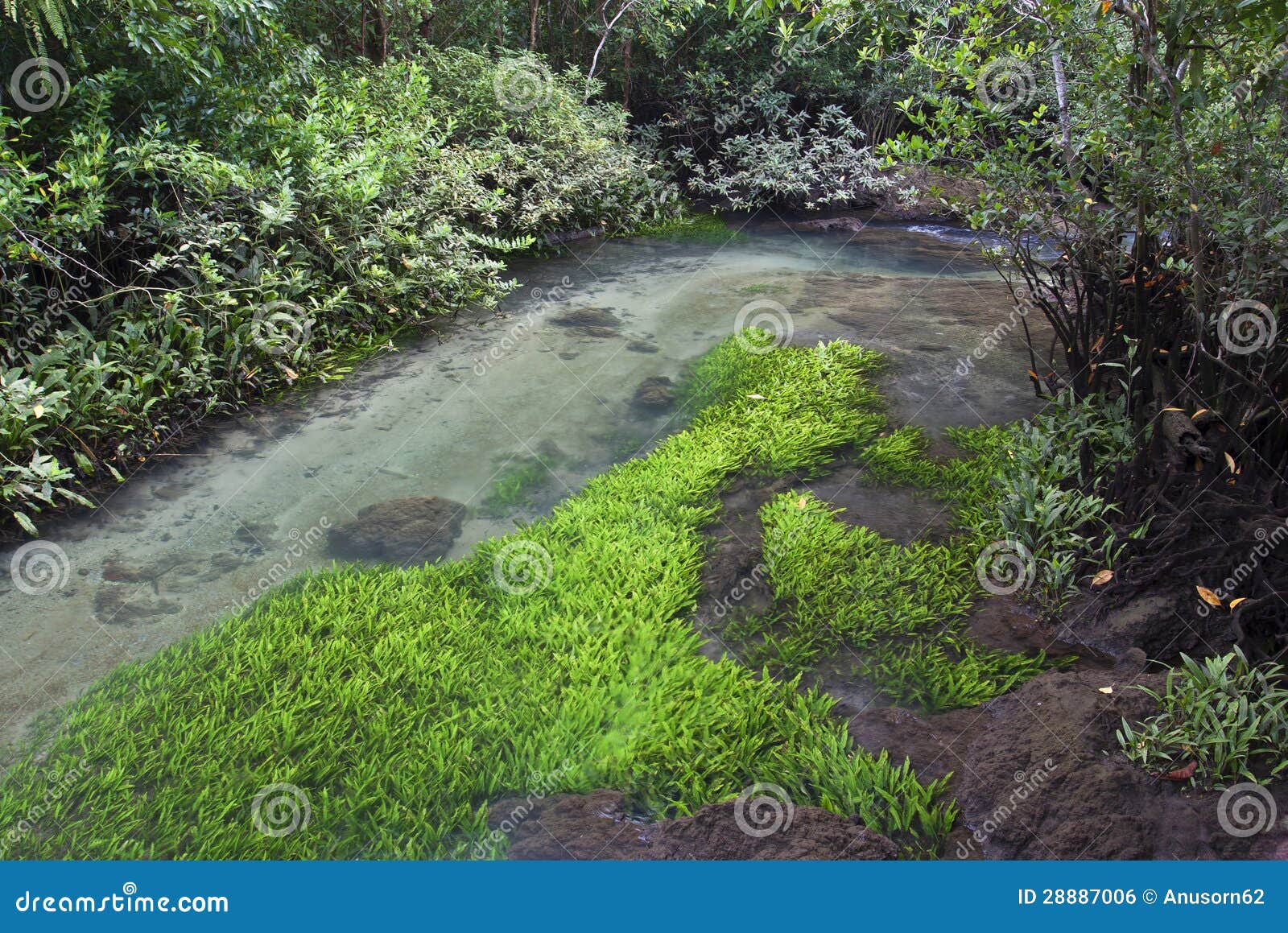 Swamp with river stock photo. Image of swamp, scene, park - 28887006