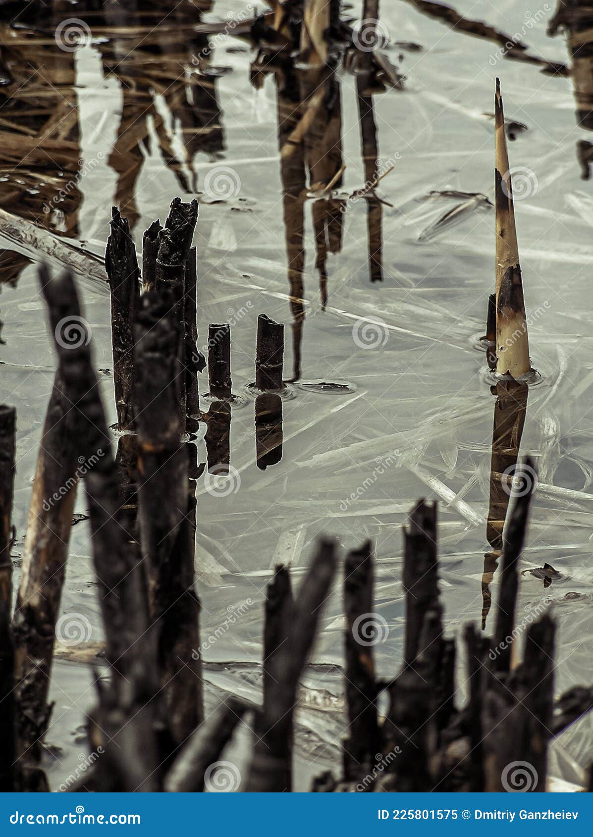 Swamp stock image. Image of macro, fire, shore, swamp - 225801575