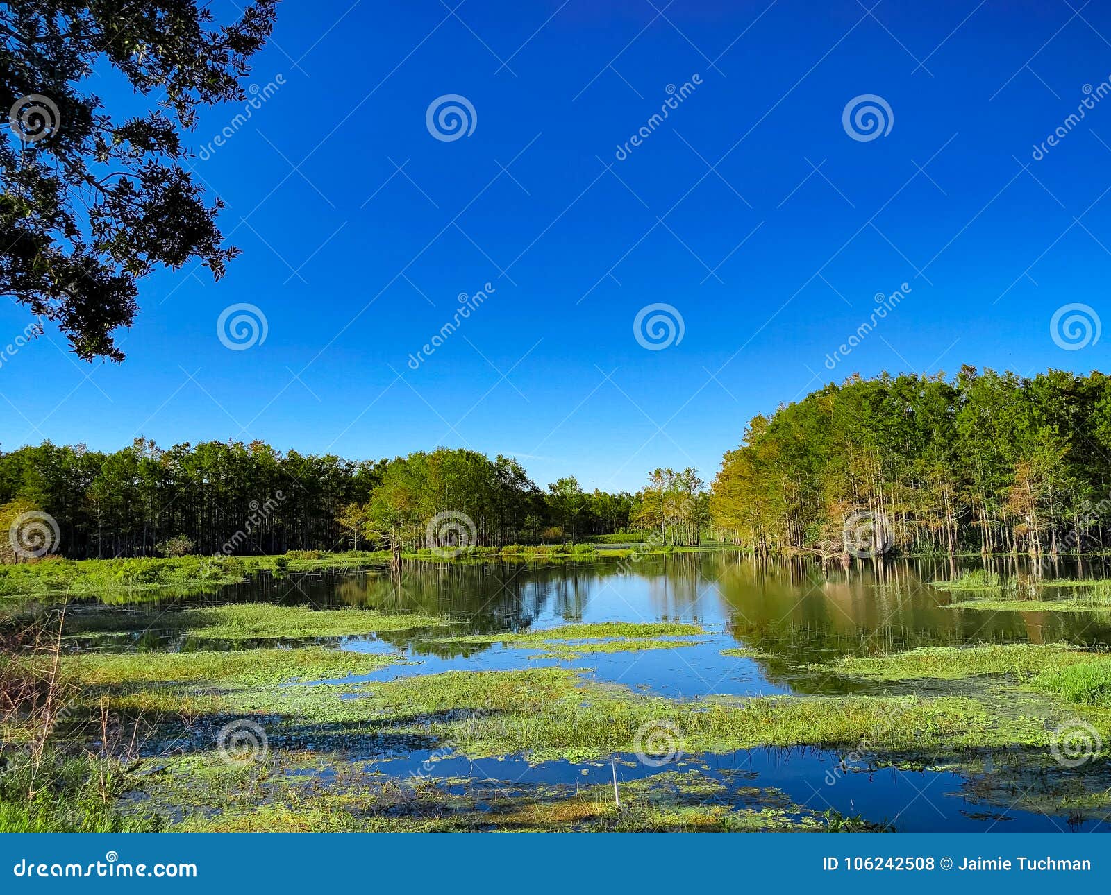 Swamp river scene stock photo. Image of mississippi - 106242508