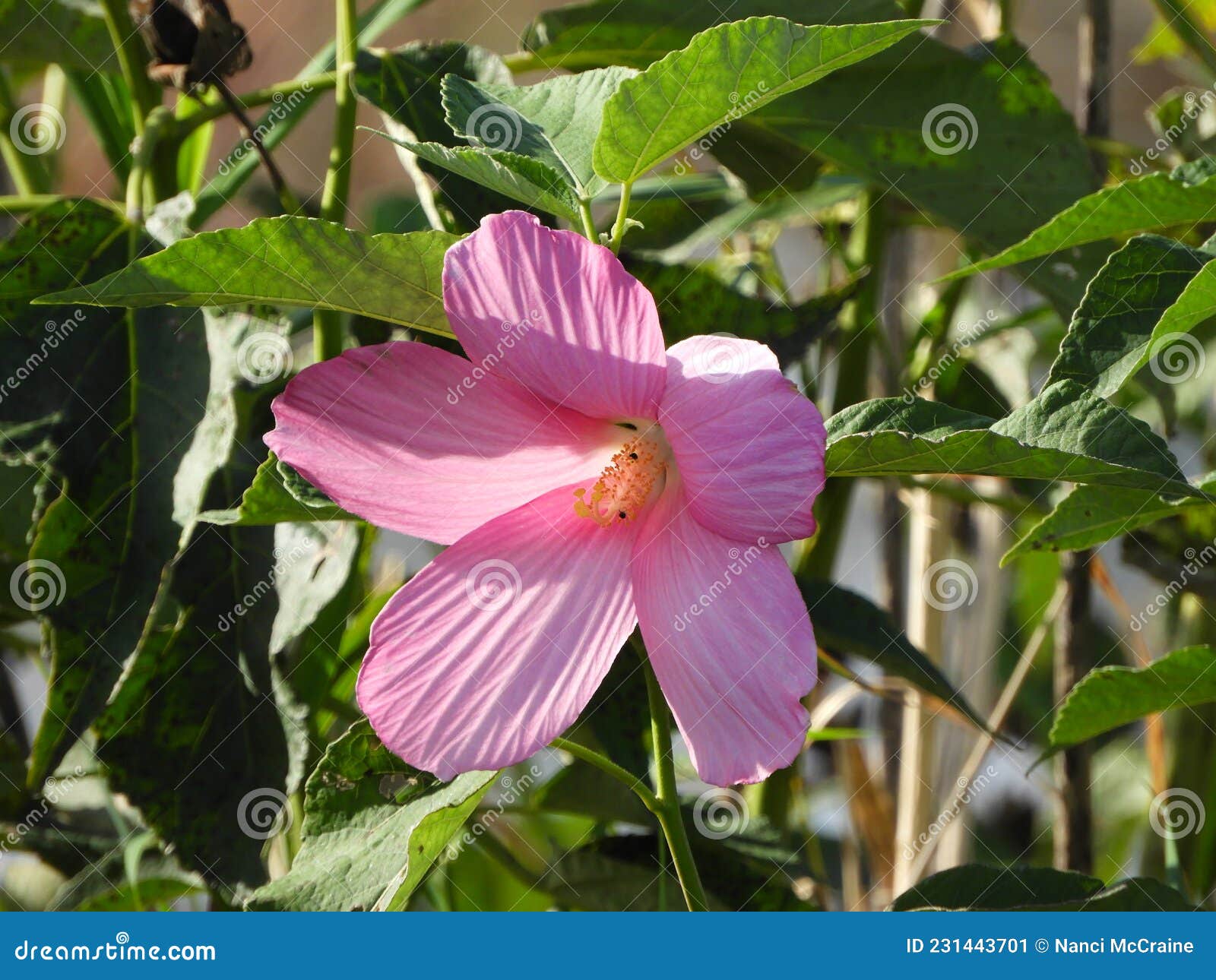 Marsh Mallow in Bright Pink Grows Along Lakes and Marshy Areas Stock ...