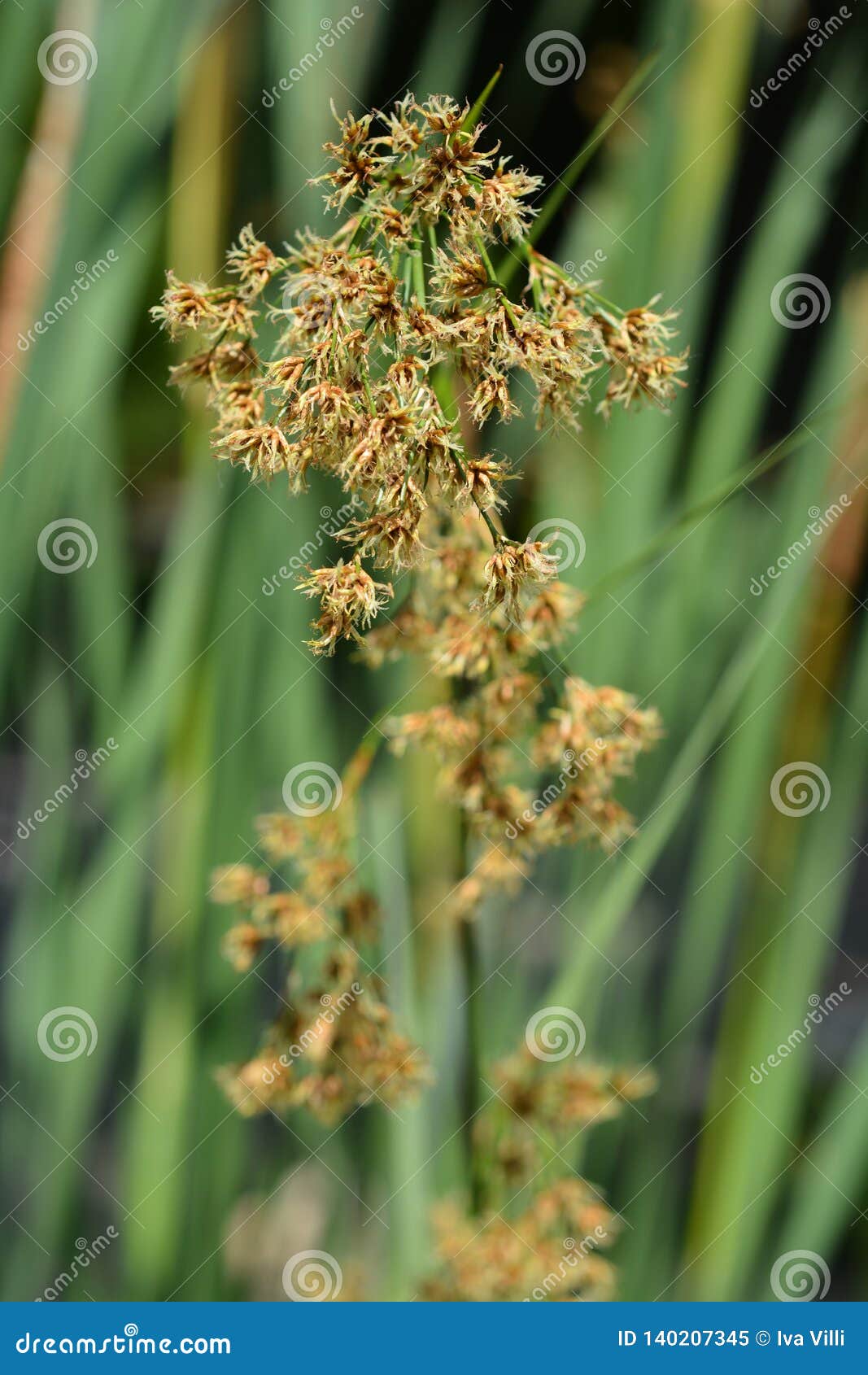 Swamp sawgrass stock image. Image of brown, botany, plant - 140207345