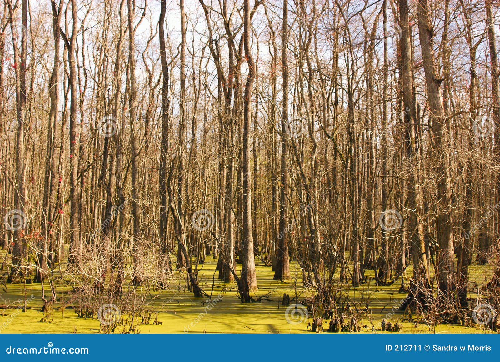 Swamp Scene stock image. Image of shadows, nature, landscape - 212711