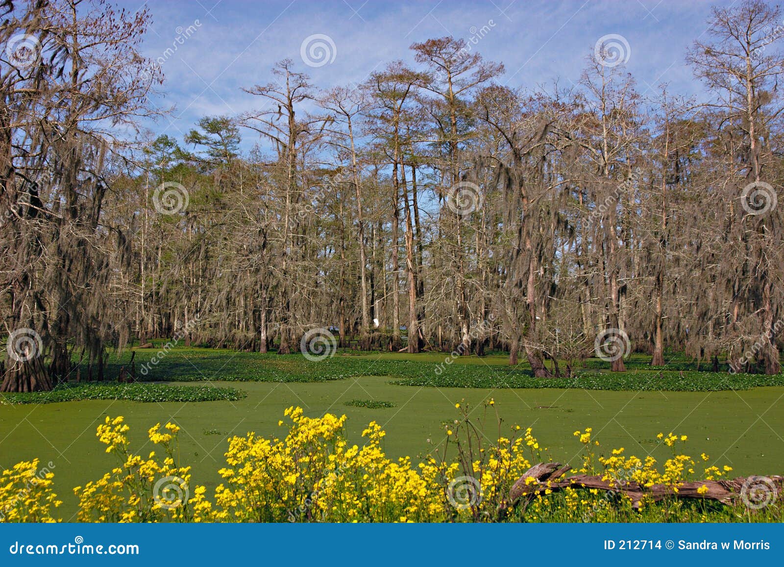 Swamp Scene stock photo. Image of spanish, trees, wildflowers - 212714
