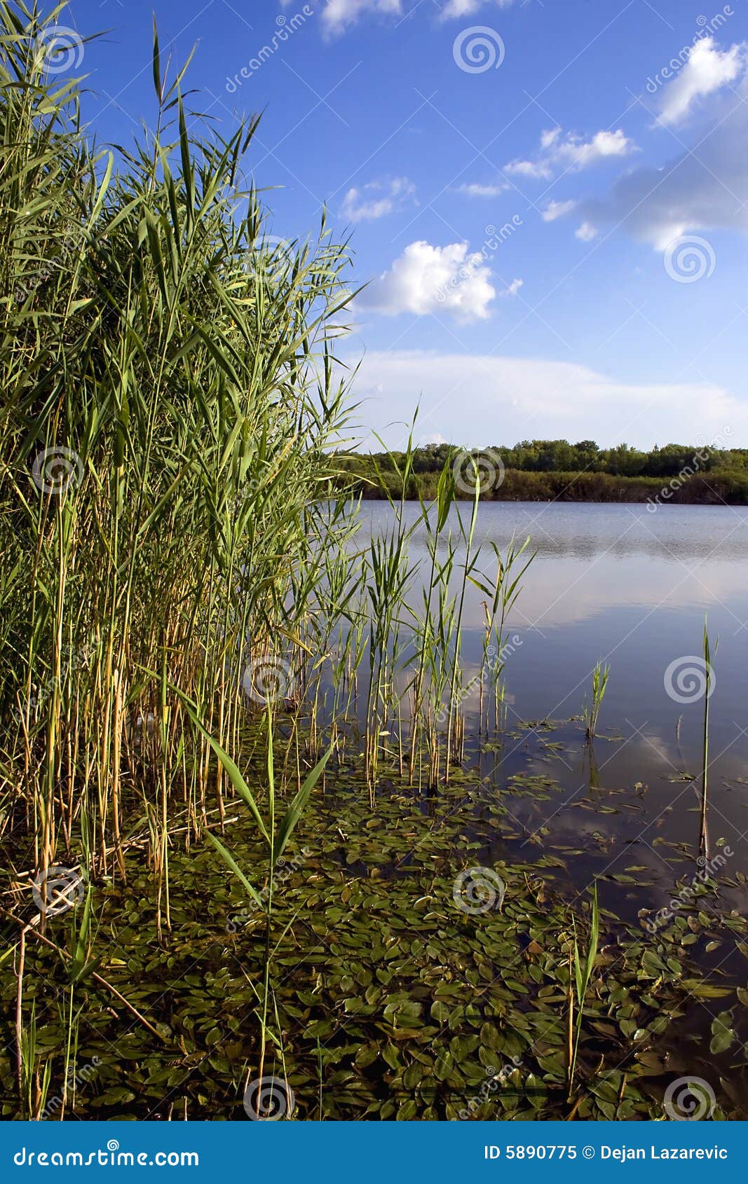 Swamp scene stock image. Image of briere, channel, peaceful - 5890775