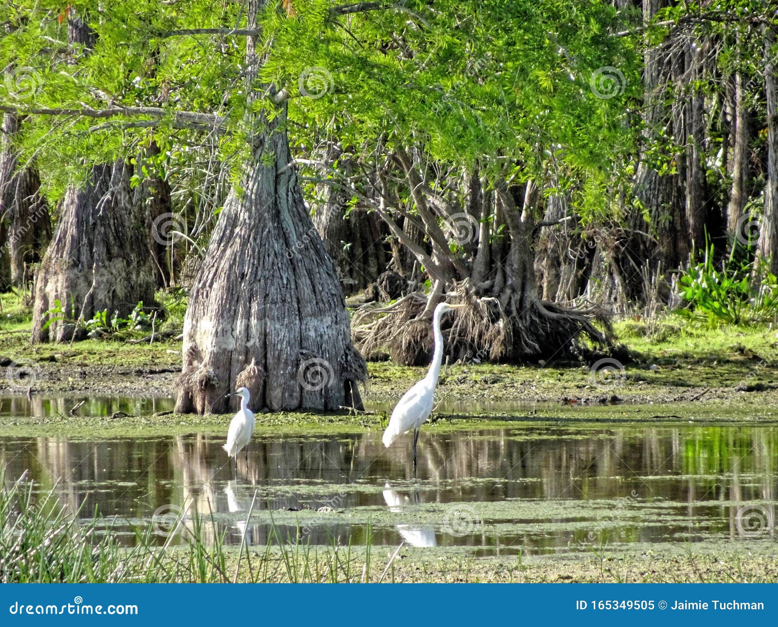 Swamp Scene with Cypress Tree Stock Image - Image of portrait ...