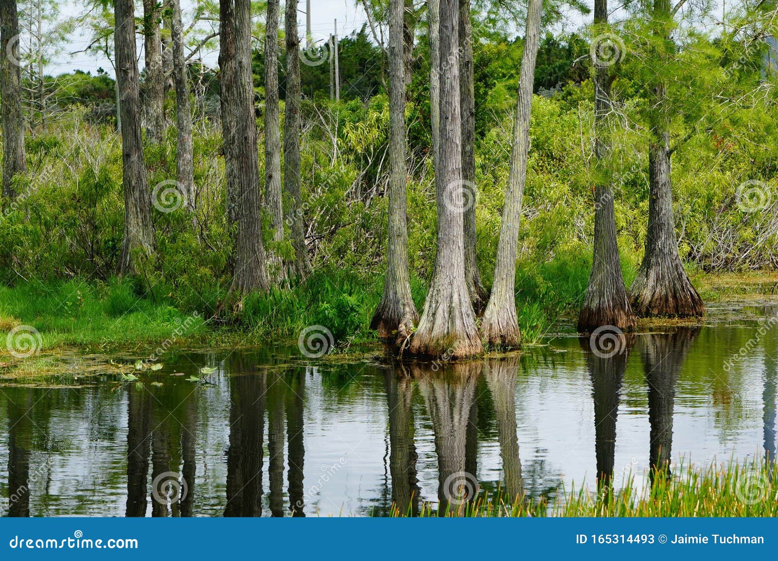 Swamp Scene with Cypress Tree Stock Image - Image of green, branch ...