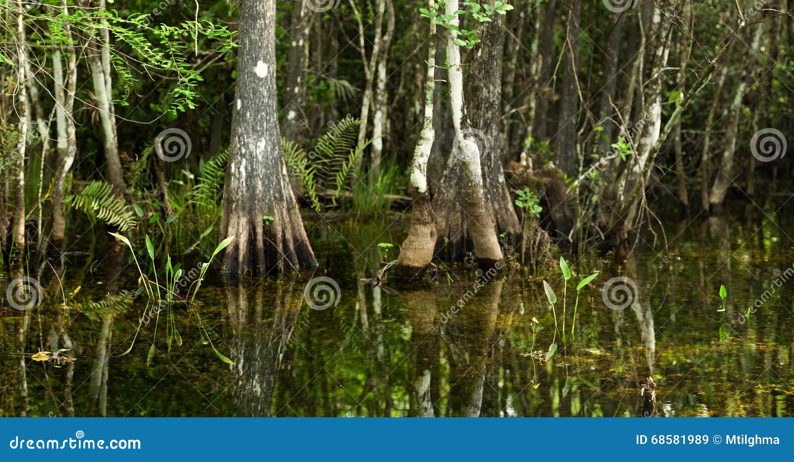 Swamp Scene in Florida Everglades Stock Image - Image of lilies, lush ...