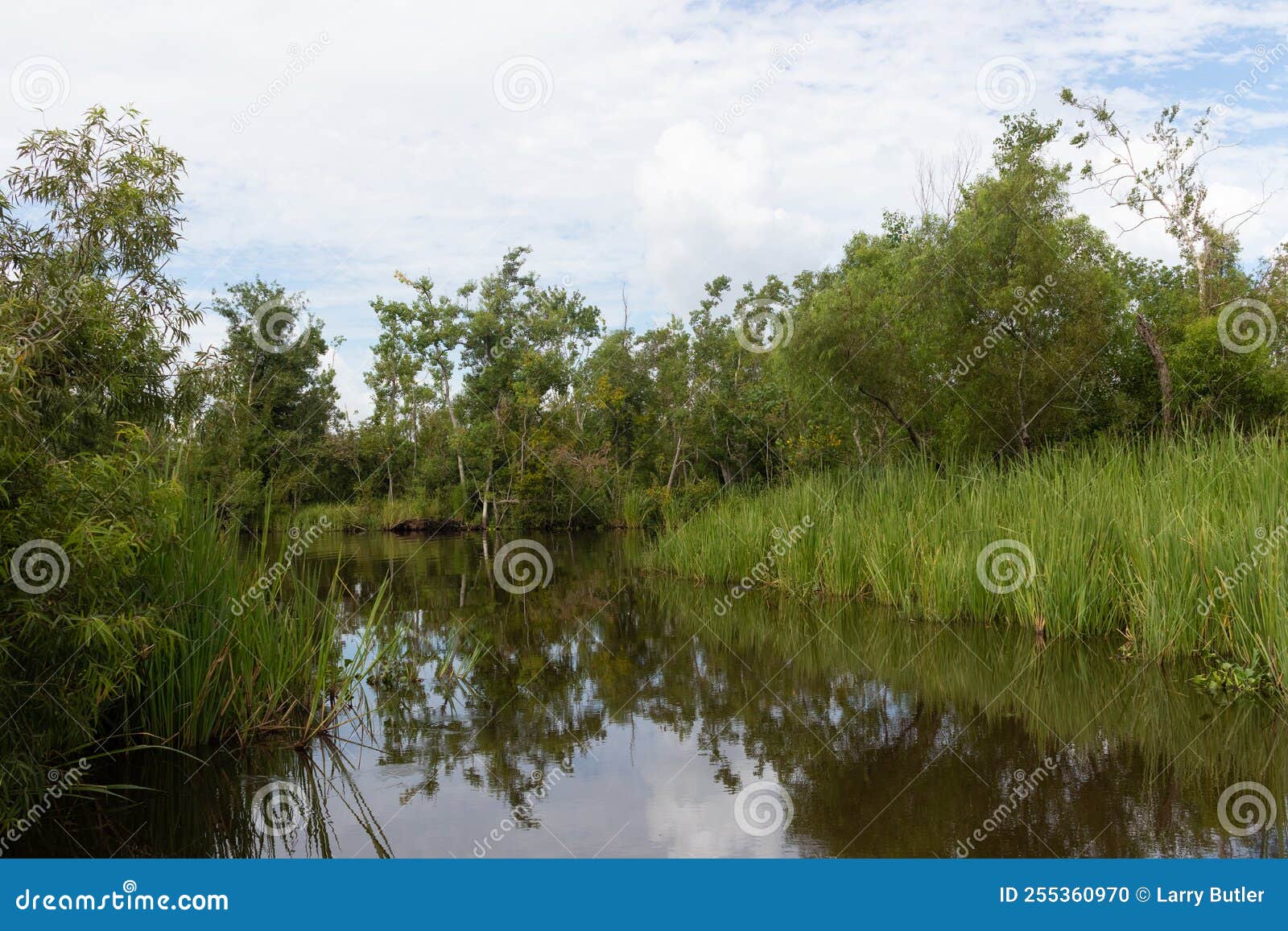 Swamp Scene with Trees Growing Over Stock Photo - Image of area ...