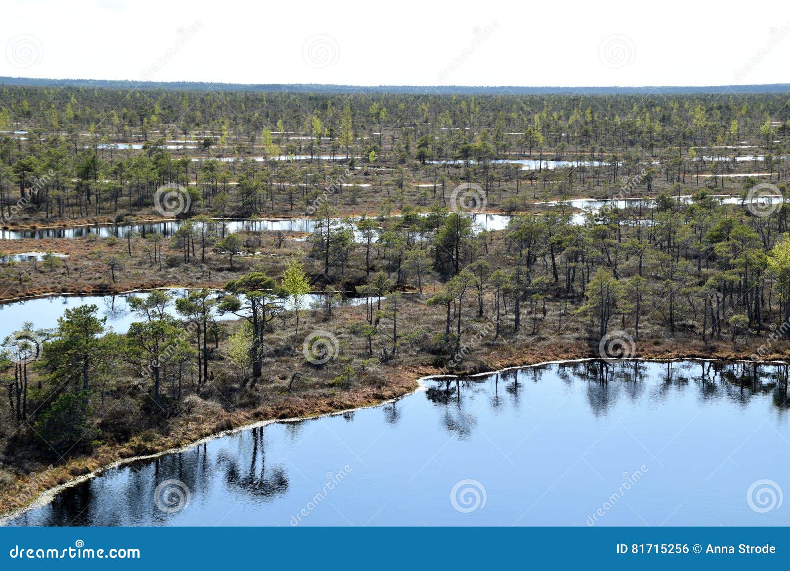 Swamp Scenery at Springtime. Stock Photo - Image of pine, beauty: 81715256