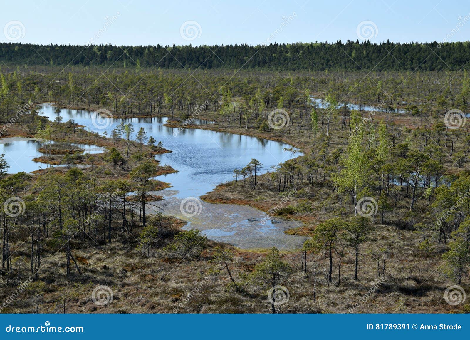 Swamp scenery. stock image. Image of lake, landscape - 81789391
