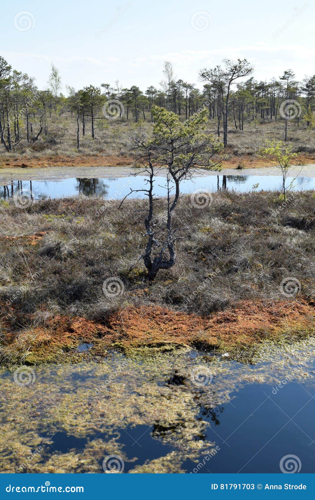 Swamp scenery. stock image. Image of water, nature, spring - 81791703