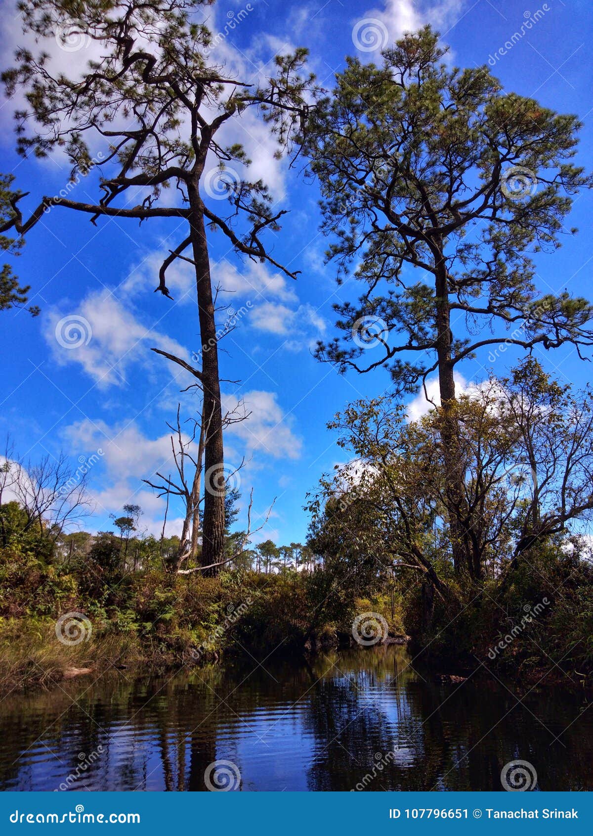 Swamp stock image. Image of swamp, miror, blue - 107796651