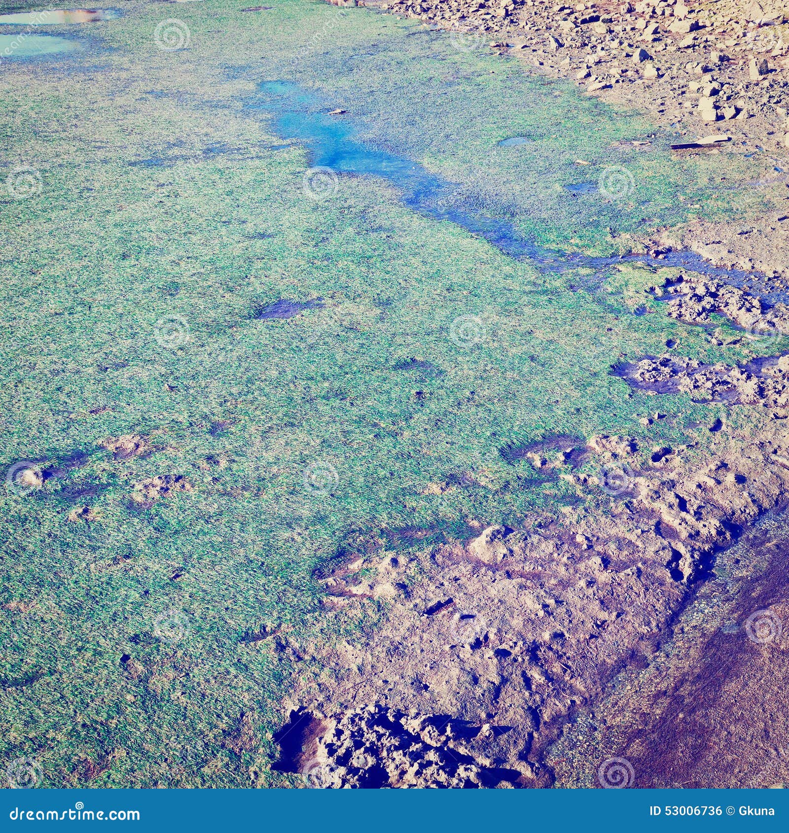 Swamp stock photo. Image of morass, coastline, marina - 53006736