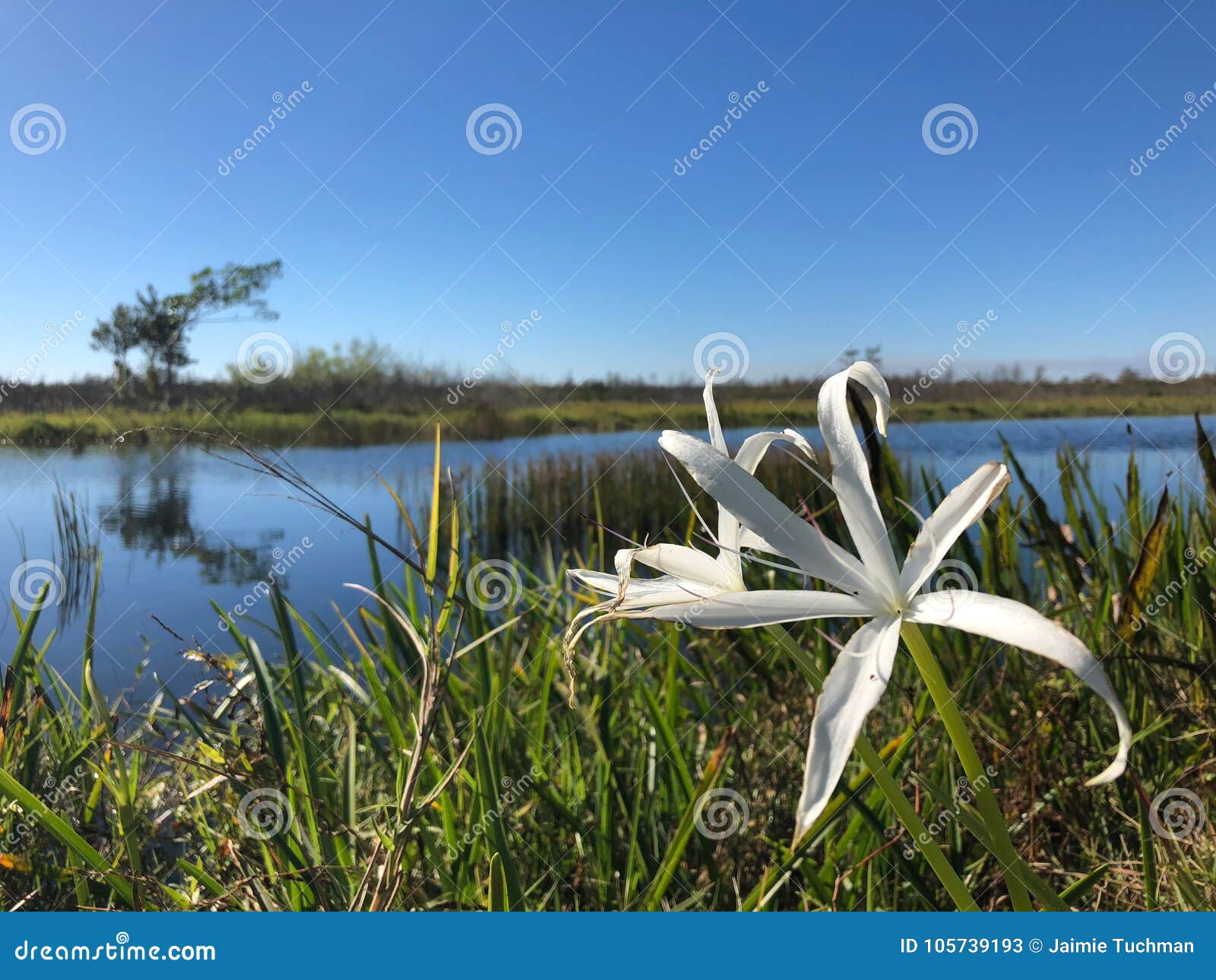 Swamp flowers stock image. Image of dreamy, blue, reflection - 105739193