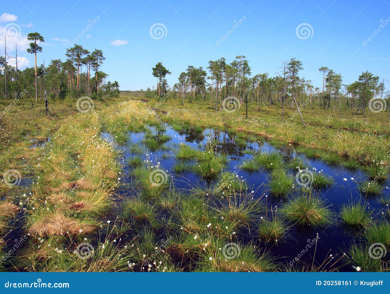 Swamp in the Siberian Taiga Stock Image - Image of nature, forest: 20258161