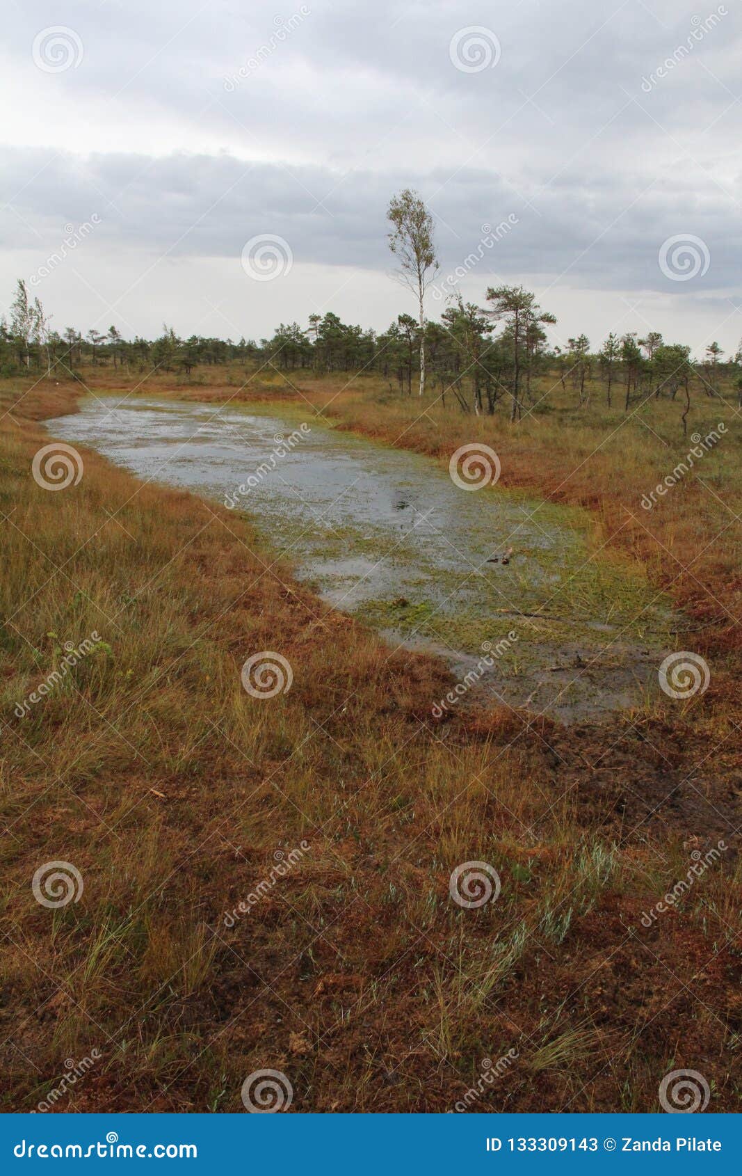 Swamp stock image. Image of small, nature, swamp, lake - 133309143