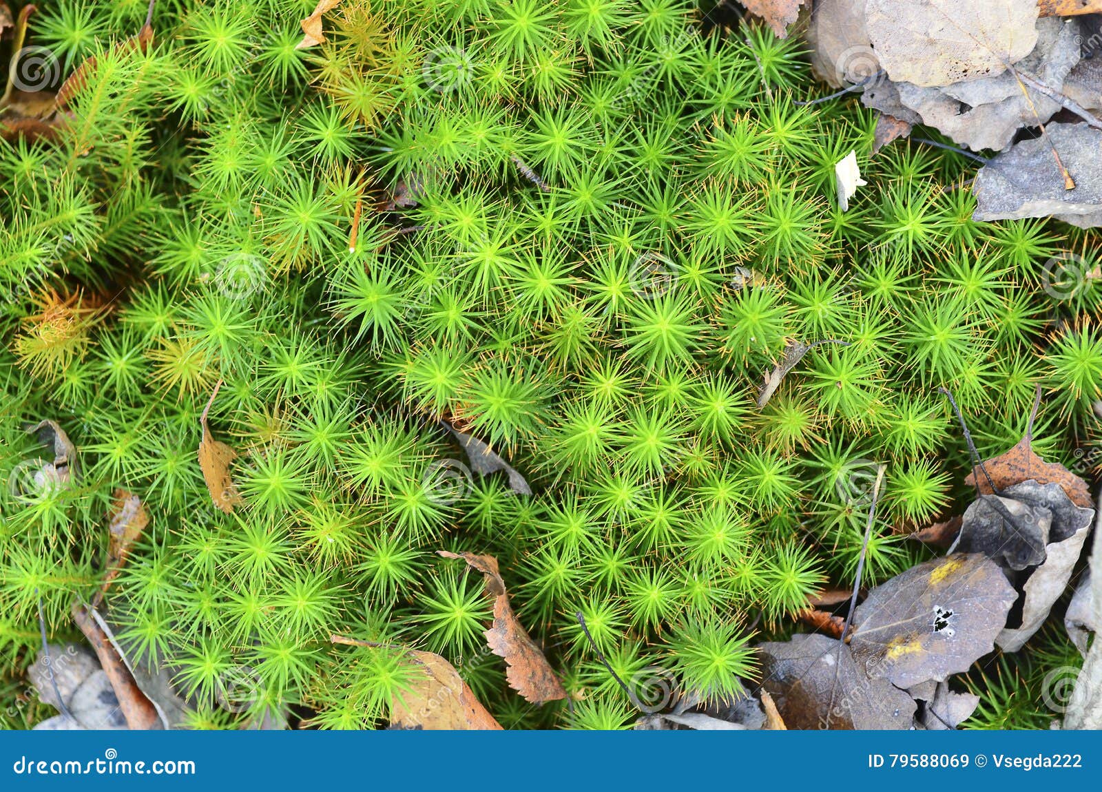 Swamp Sphagnum Moss and Fallen Leaves. Texture Stock Image - Image of ...