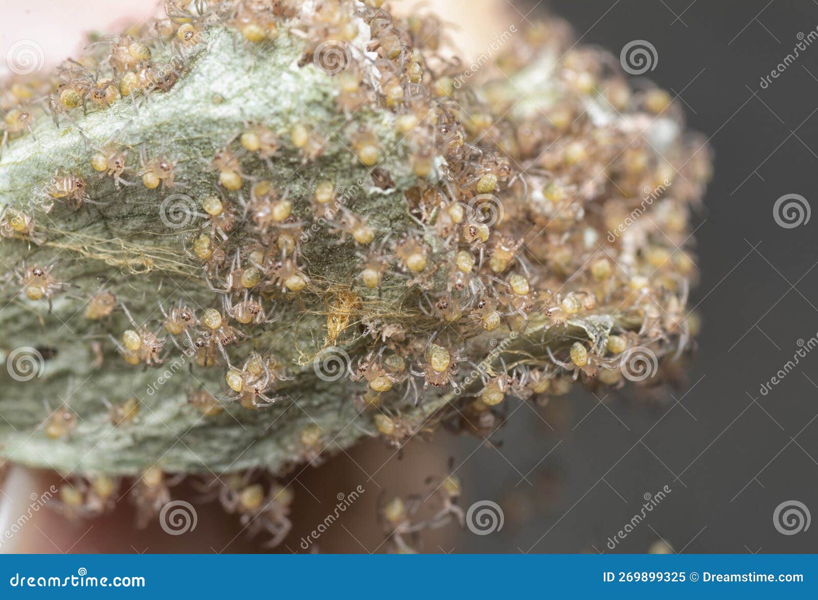 Swamp of Spiderlings and Eggs Spiders on the Sac Nest. Stock Image ...