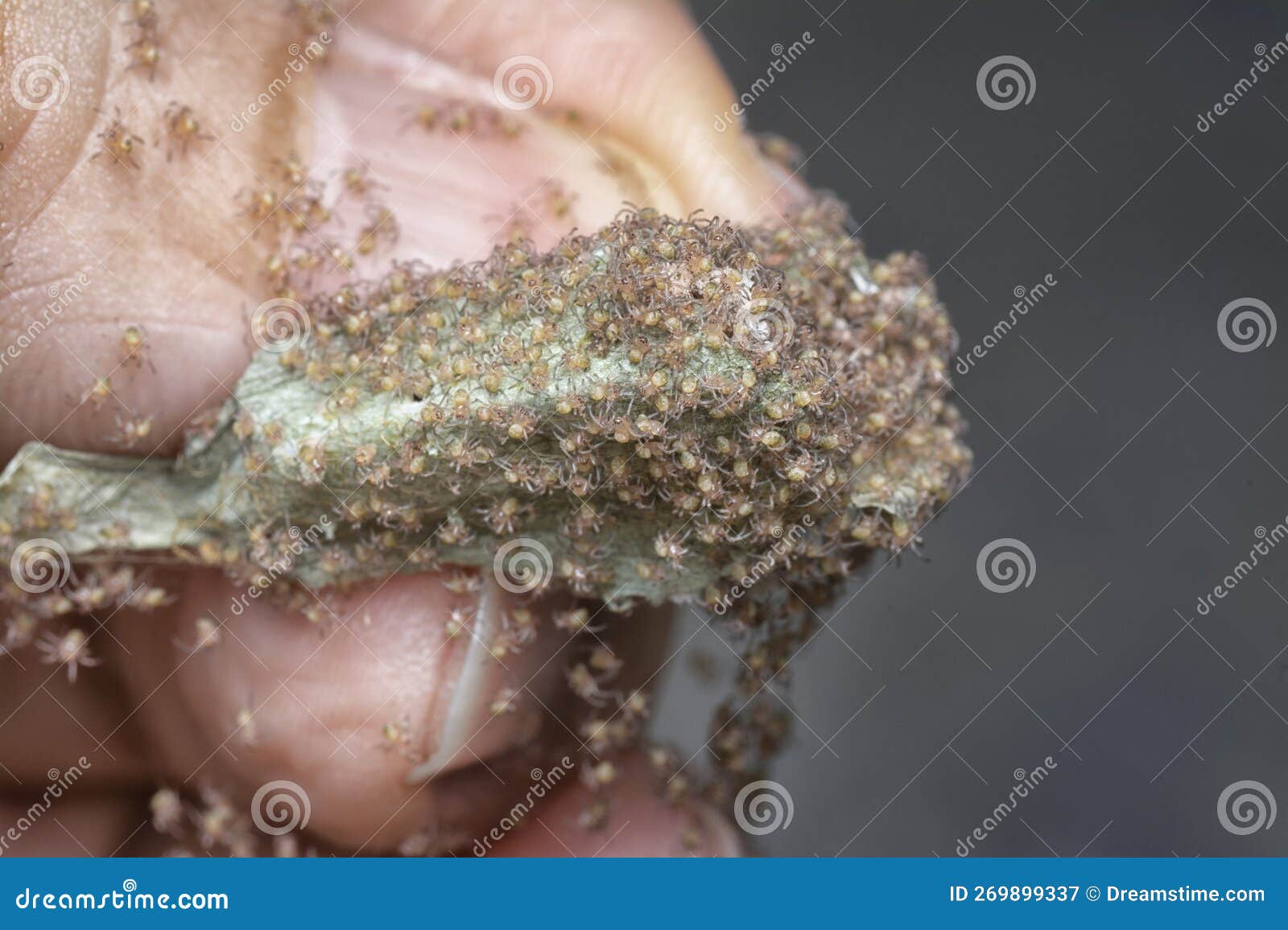 Swamp of Spiderlings and Eggs Spiders on the Sac Nest. Stock Image ...