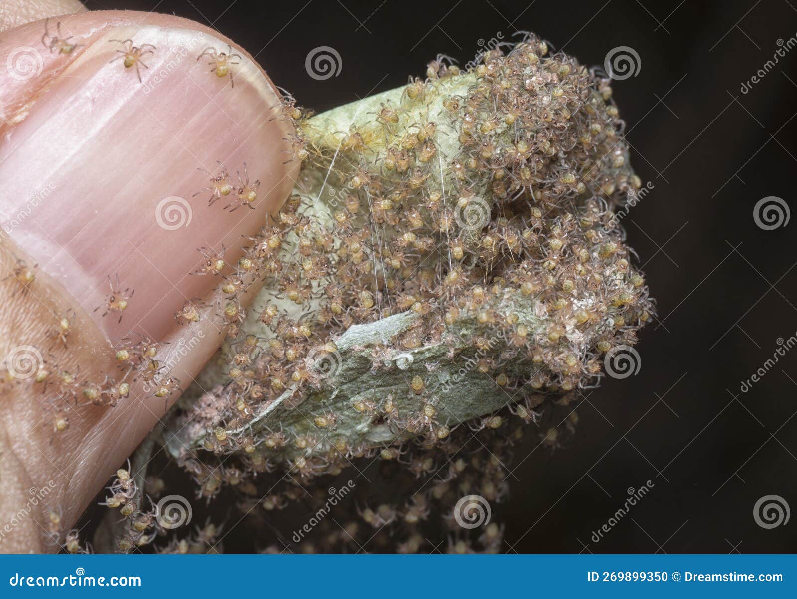 Swamp of Spiderlings and Eggs Spiders on the Sac Nest. Stock Photo ...