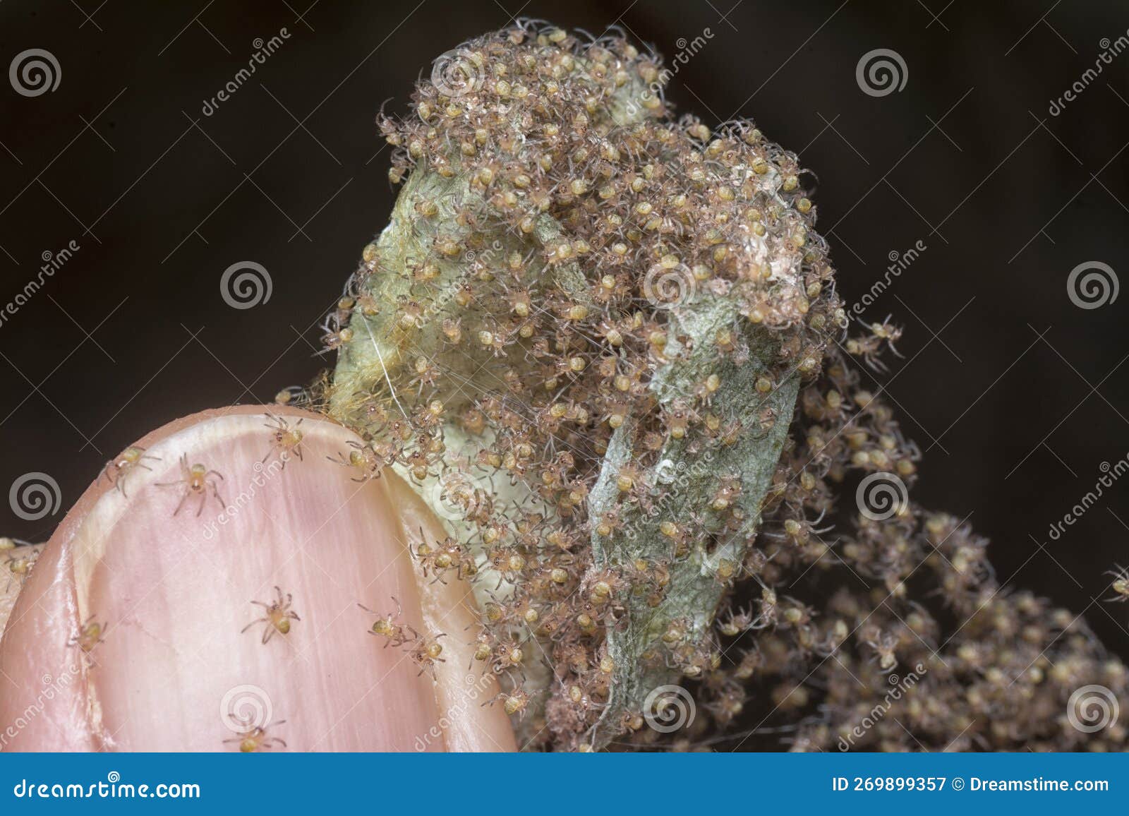 Swamp of Spiderlings and Eggs Spiders on the Sac Nest. Stock Image ...