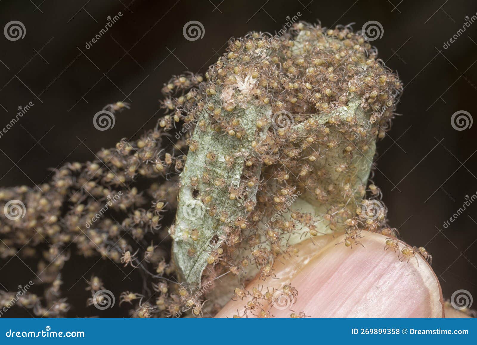 Swamp of Spiderlings and Eggs Spiders on the Sac Nest. Stock Photo ...